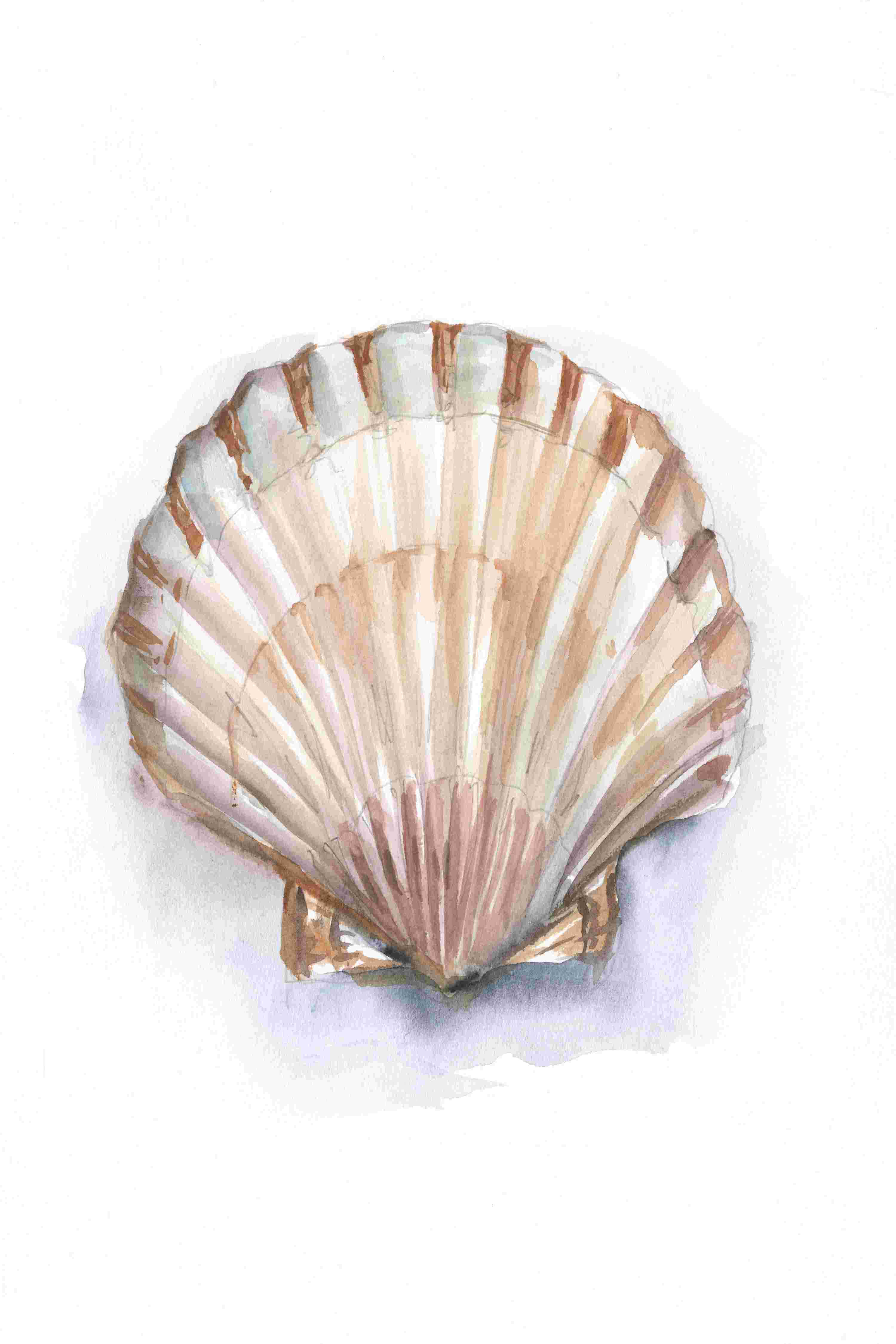 Highland Dunes Pastel Shell Collection III - Wayfair Canada