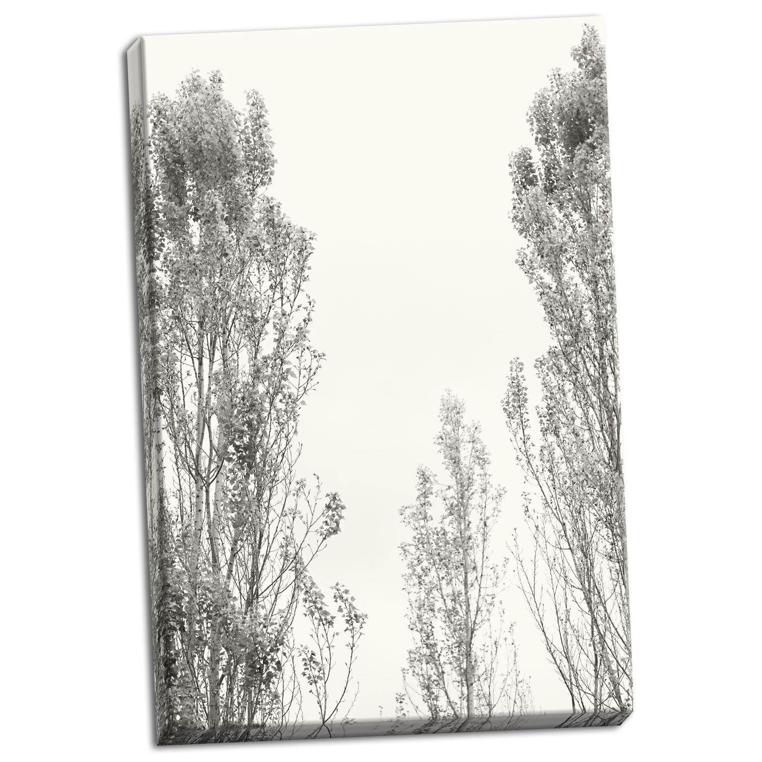 Winston Porter 'Trees IV' Photographic Print on Wrapped Canvas | Wayfair