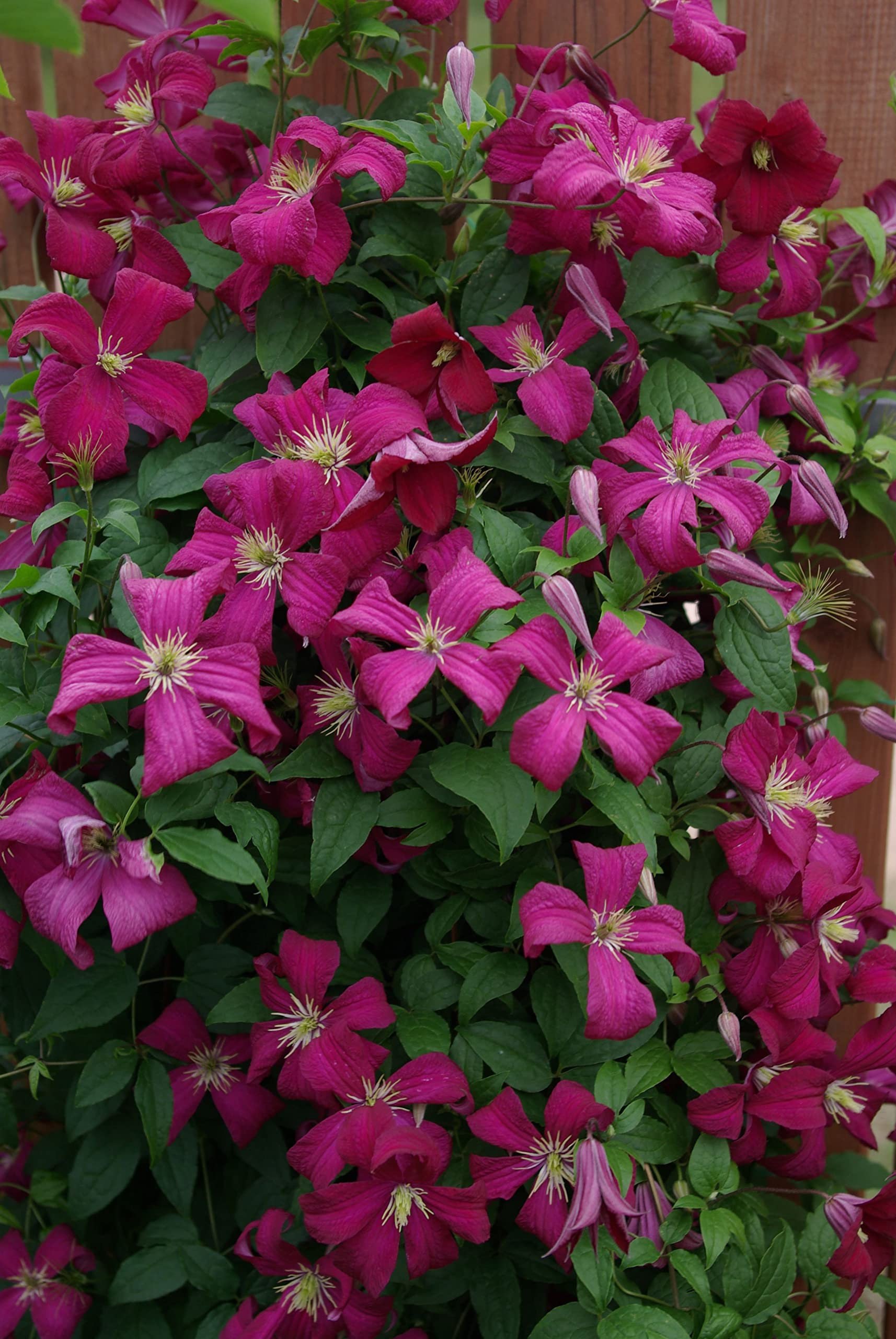 Wekiva Foliage LLC Clematis Madame Julia Correvon - Live Plant in a 4 ...