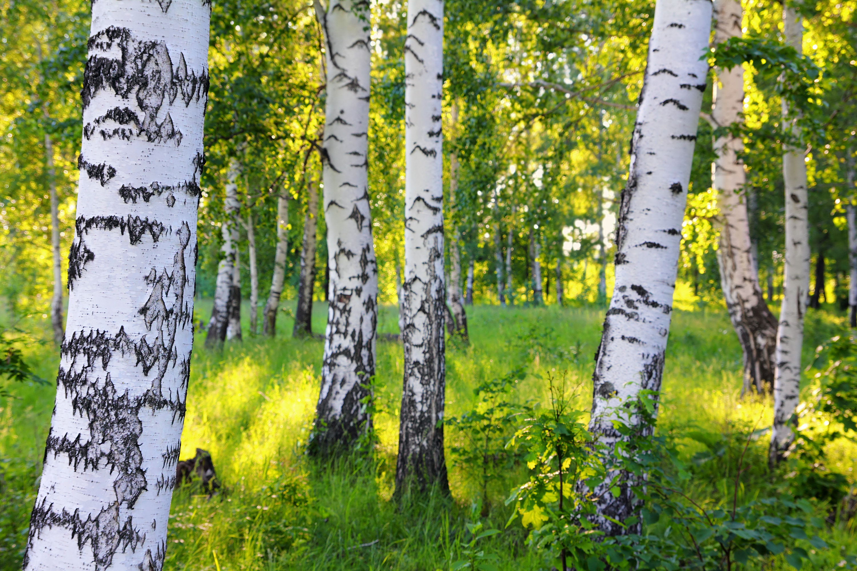 Millwood Pines Summer Birch Woods - Wrapped Canvas Photograph | Wayfair