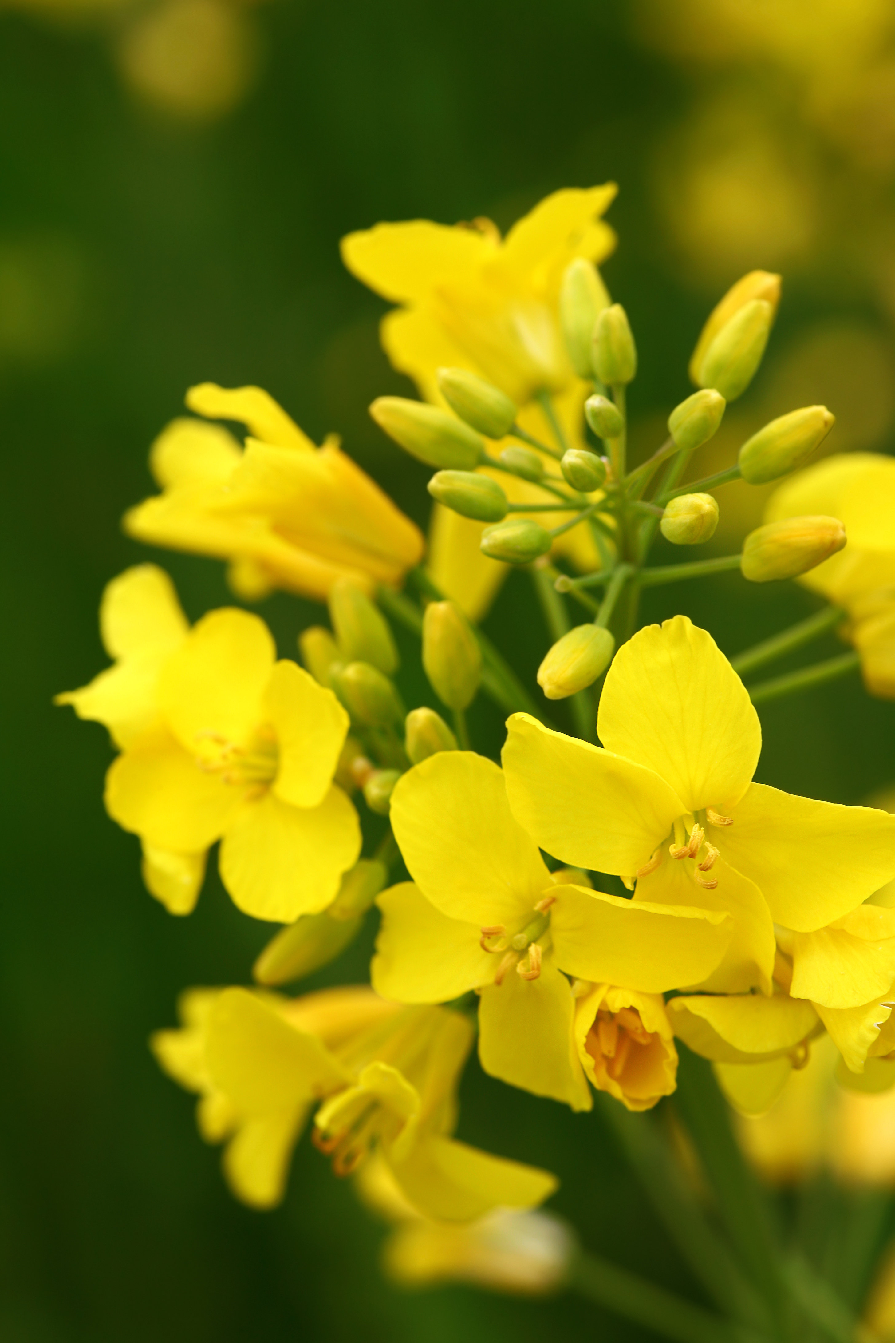 Hokku Designs Canola Flower - Wayfair Canada