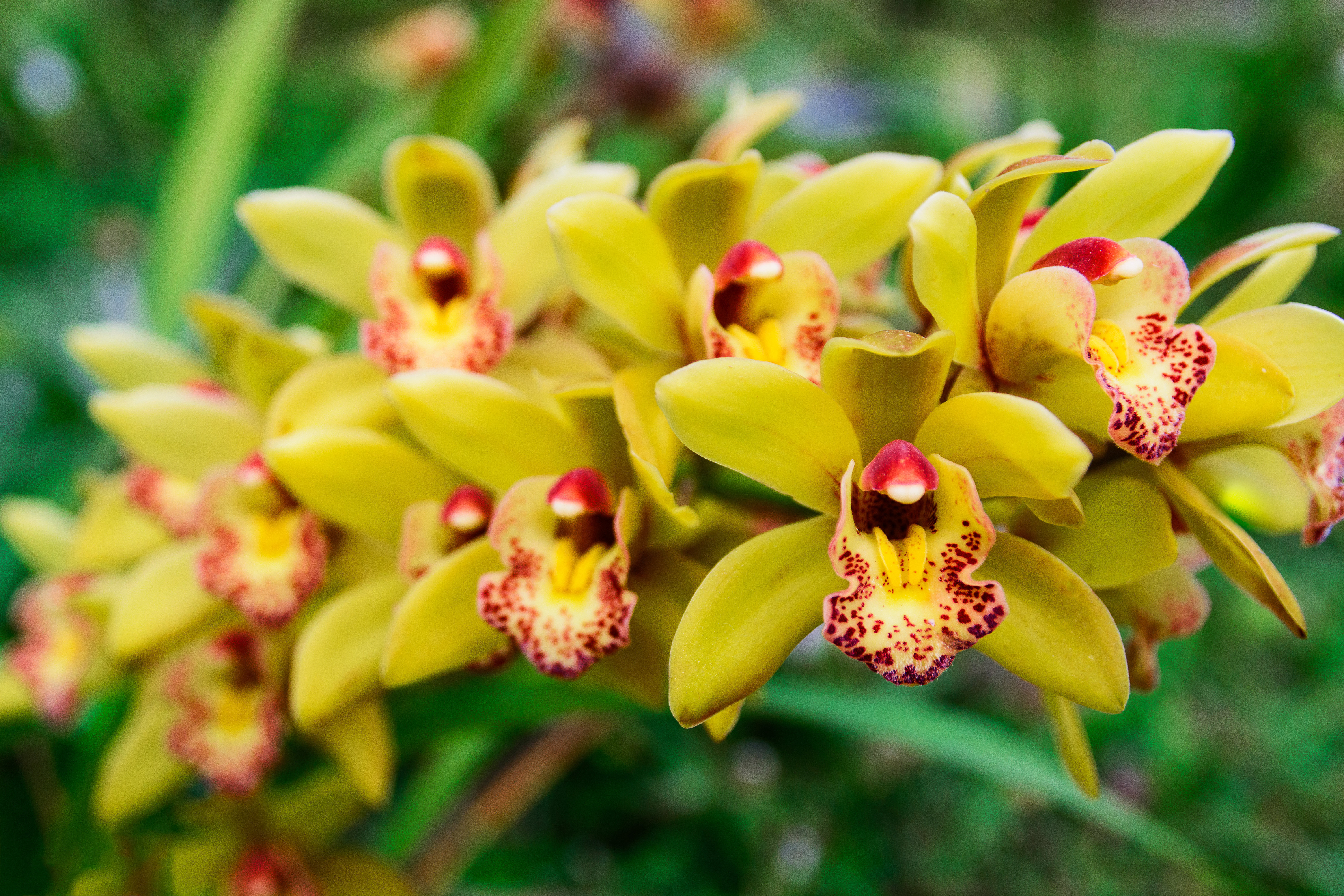 17 Stories Laveya Beautiful Yellow Cymbidium by Lookaod - Wrapped ...