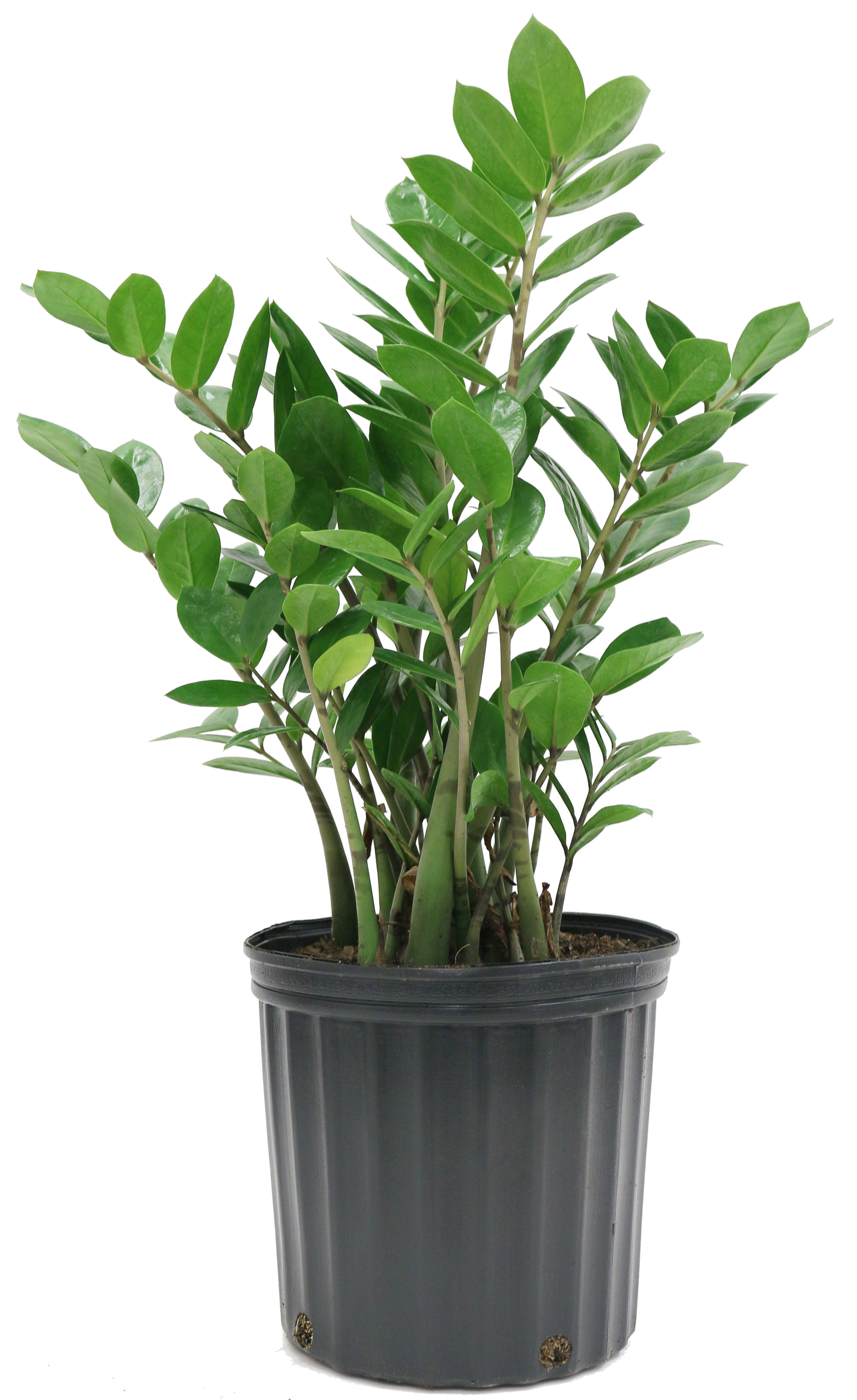 Costa Farms Indoor ZZ Plant Zamioculcas Zamiifolia House Plant in 10 ...