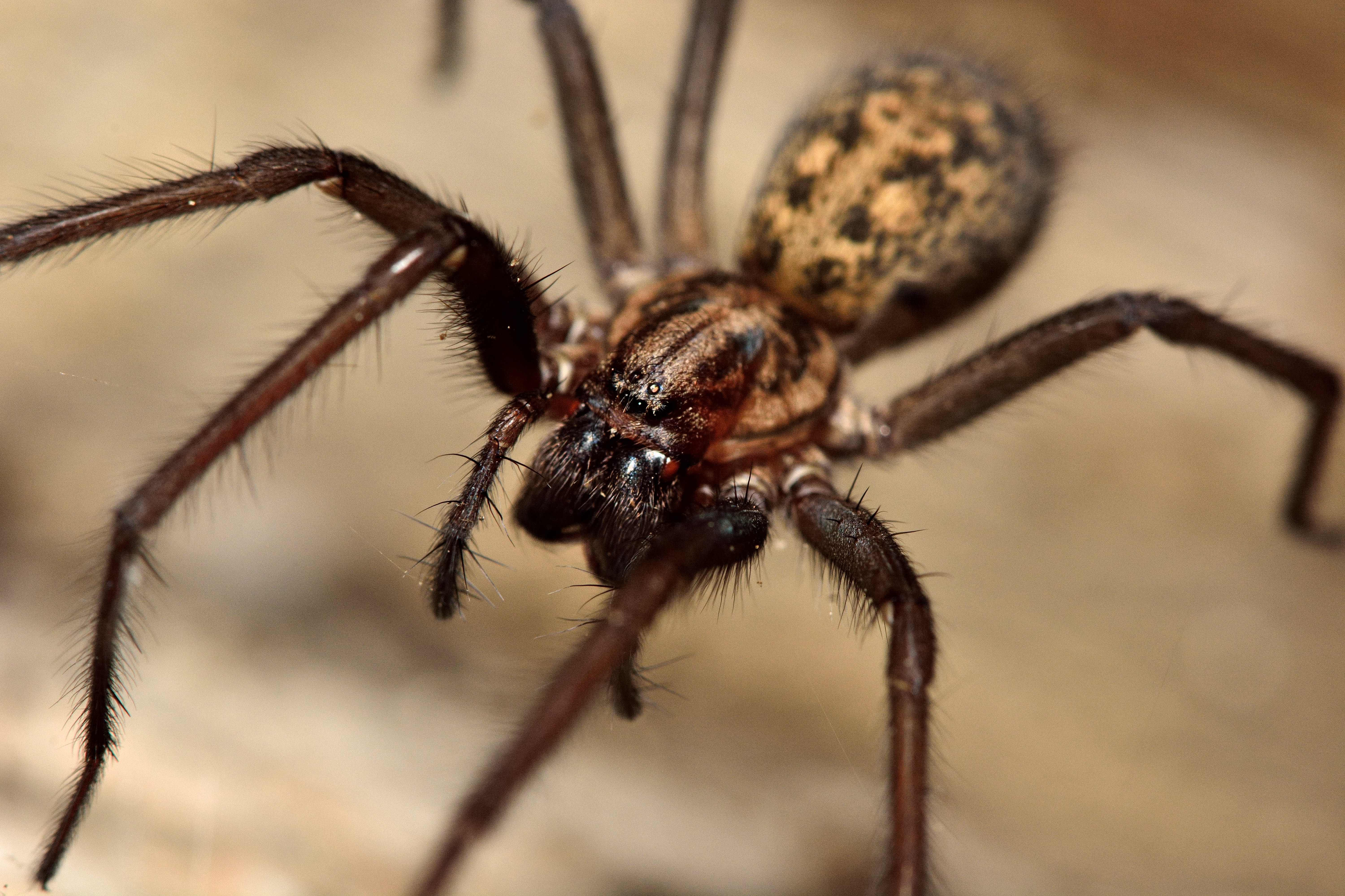 Ebern Designs «Common House Spider» (Tegenaria Domestica ...
