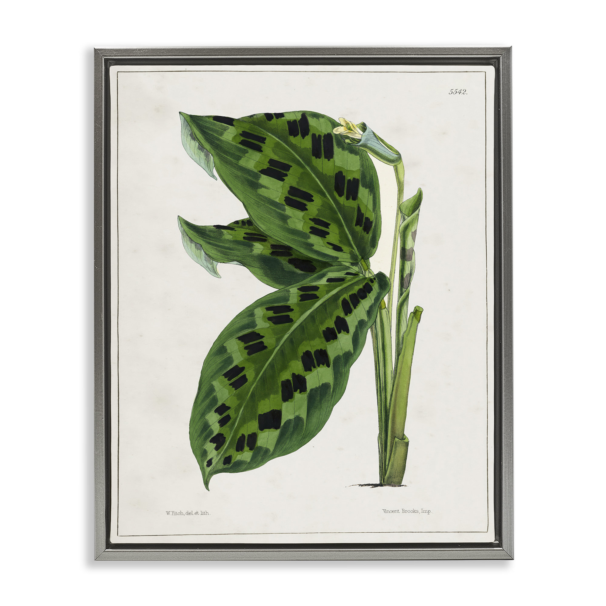 Red Barrel Studio® Lush Plant Leaf Study Floater Canvas Wall Art by ...