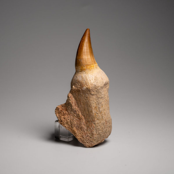 Astro Gallery of Gems Genuine Mosasaur Tooth With Root From Morocco ...