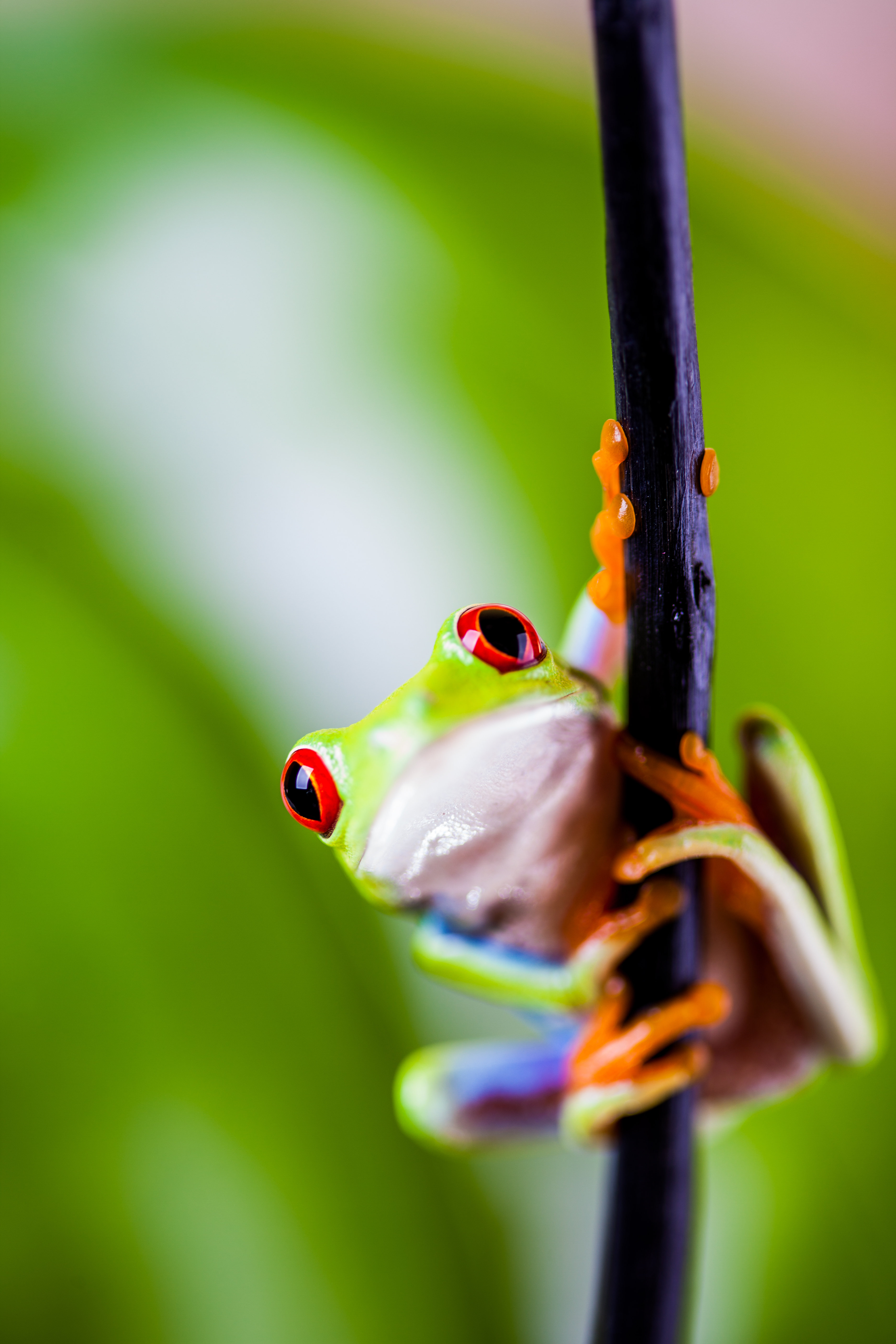 Ebern Designs Exotic Colorful Frog by Snowflock - Wrapped Canvas ...