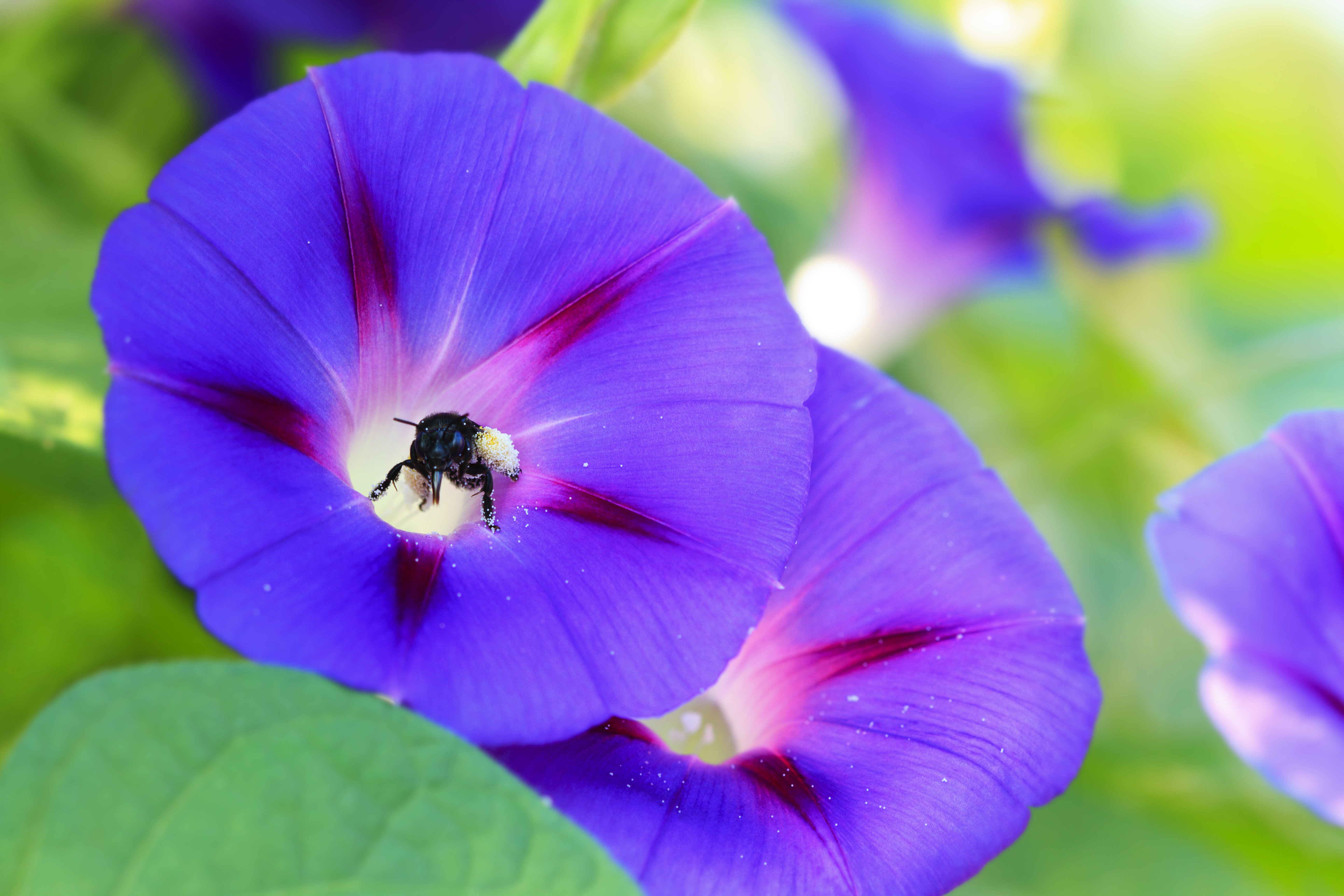 Hokku Designs Caudille Bee On Canvas by Diane Labombarbe Photograph ...