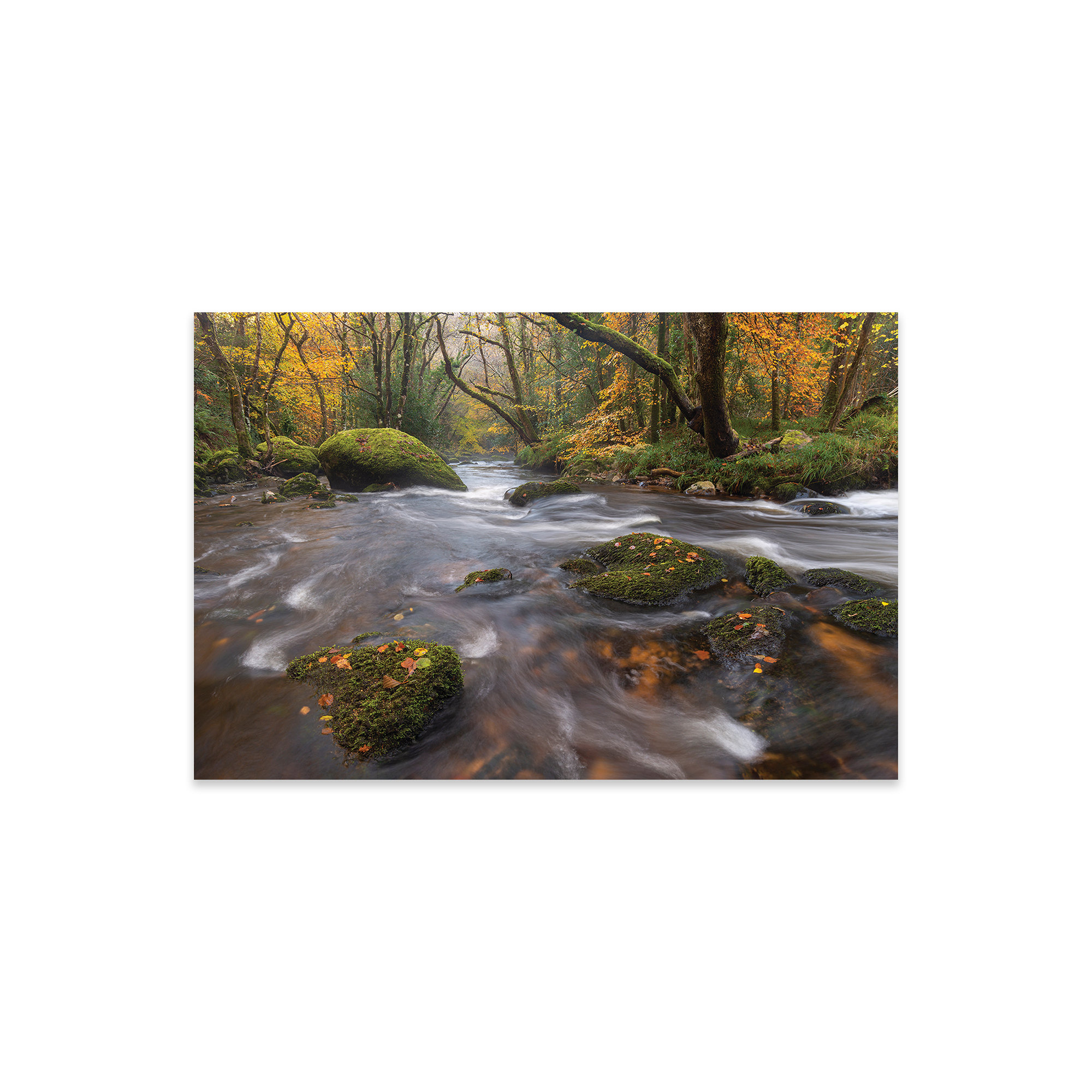 Millwood Pines Forest Stream On Plastic/Acrylic by Adam Burton Painting ...