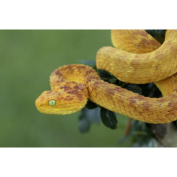 House of Hampton Variable bush viper | Wayfair.co.uk
