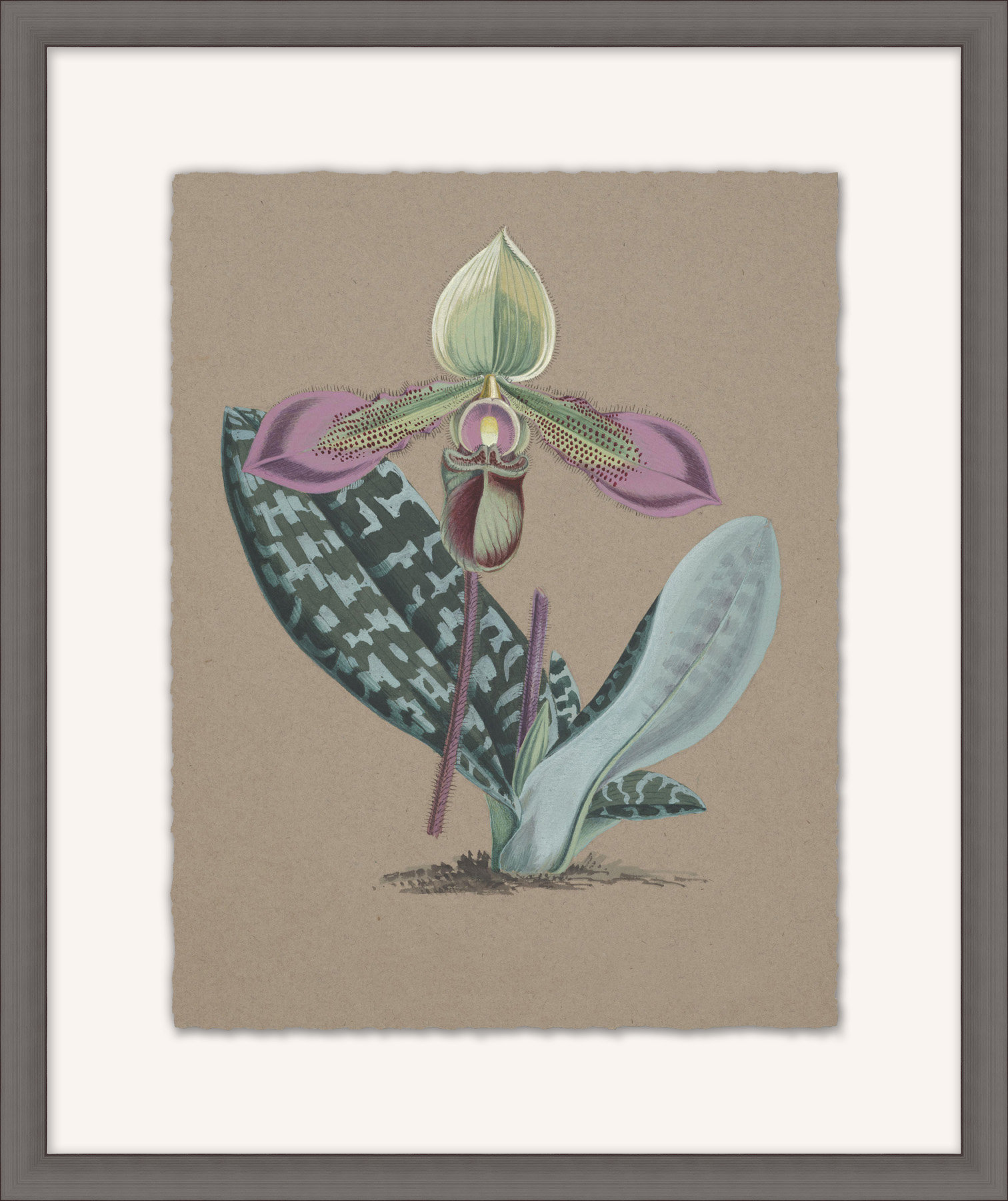 Wendover Art Group Orchid Study 5 - Picture Frame Painting on Paper ...