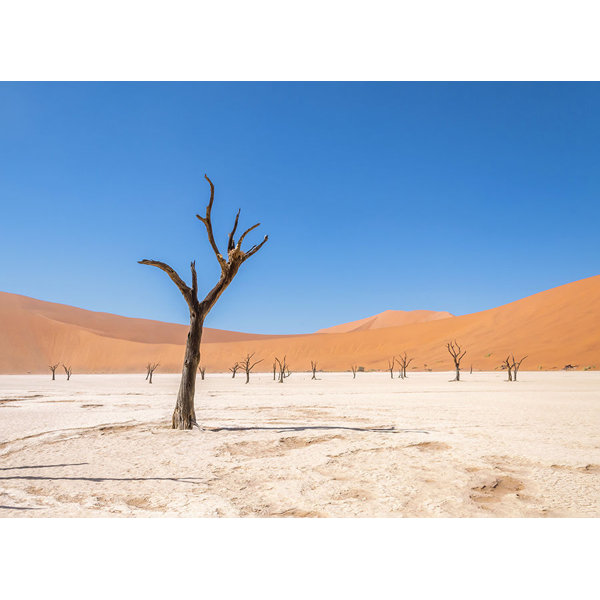 Chelsea Art Studio Namibian Skeleton Trees XVIII by Richard Silver ...