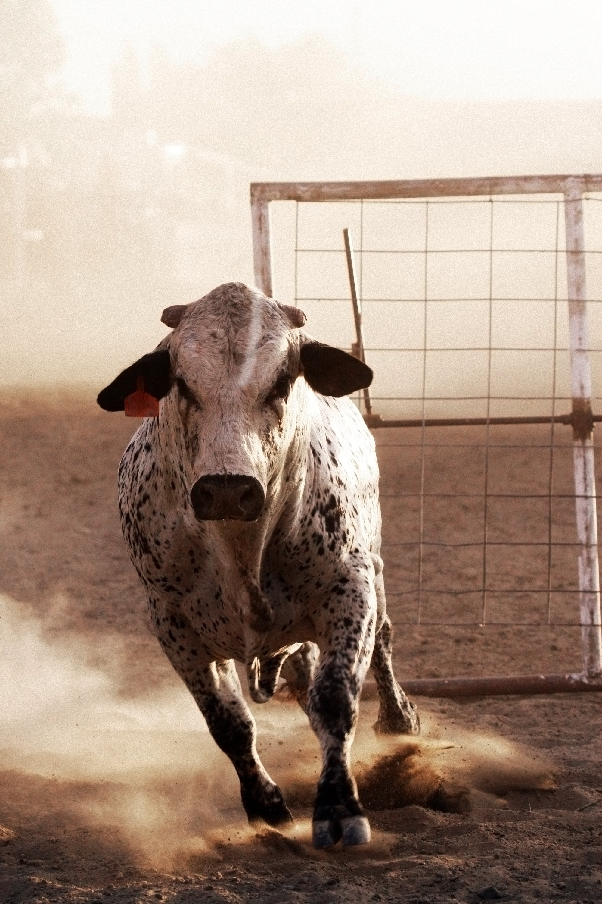 Union Rustic Angry Bull At Rodeo by Alptraum - Print - Wayfair Canada