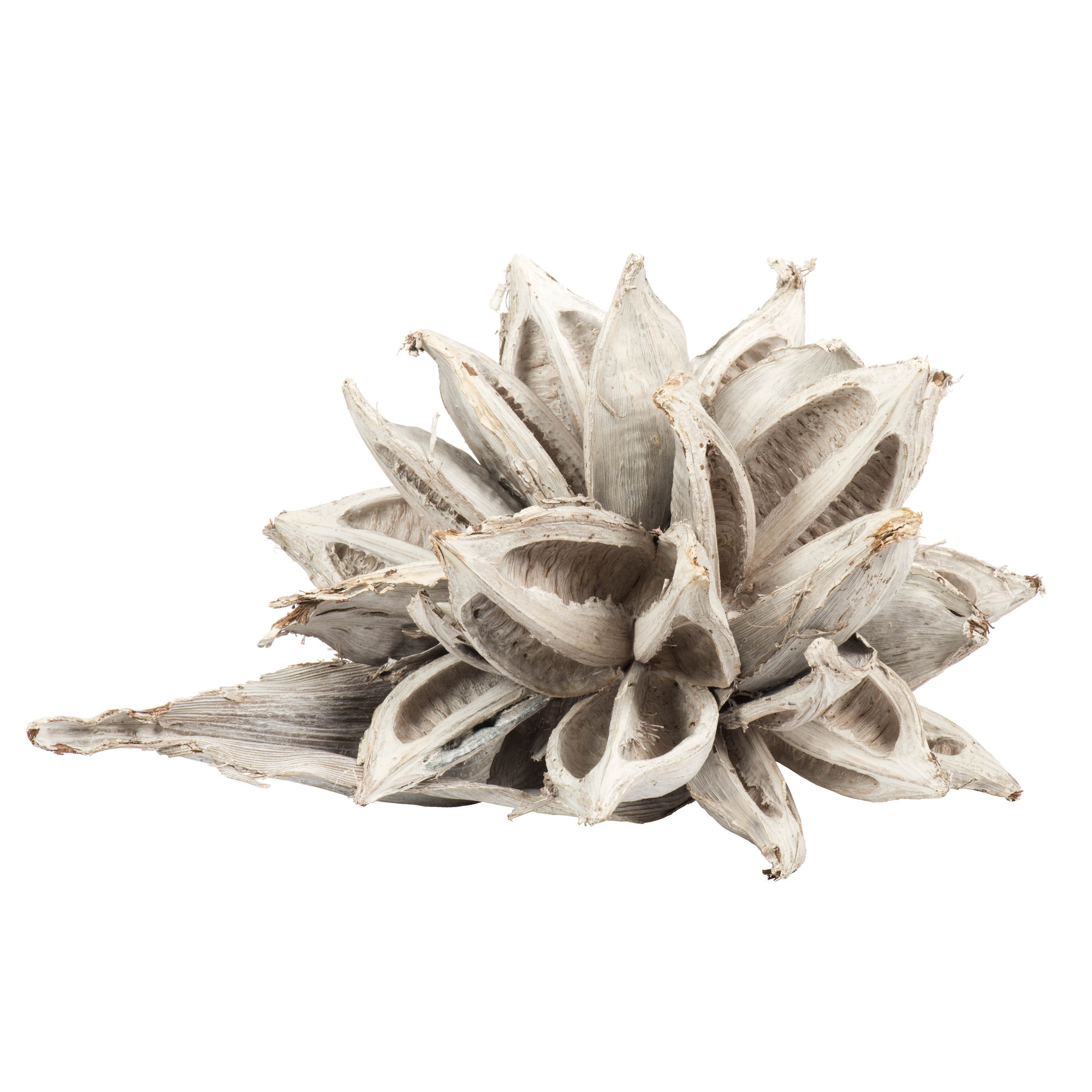 Primrue All Natural Star Pod, Extra Large, Dried 6" Star Pod, Dried ...