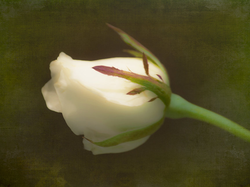 The Finishing Touch "Soft White Rose" by Hal Halli Painting Print on ...