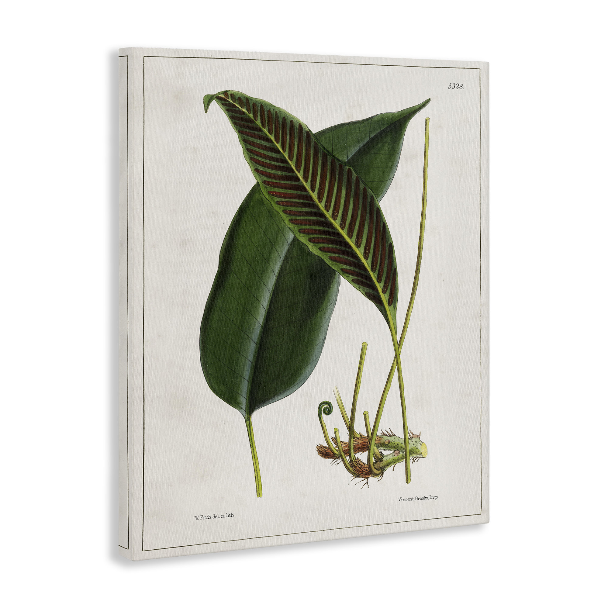 Bay Isle Home™ Leaf and its Underside Study Canvas Wall Art by Tina ...