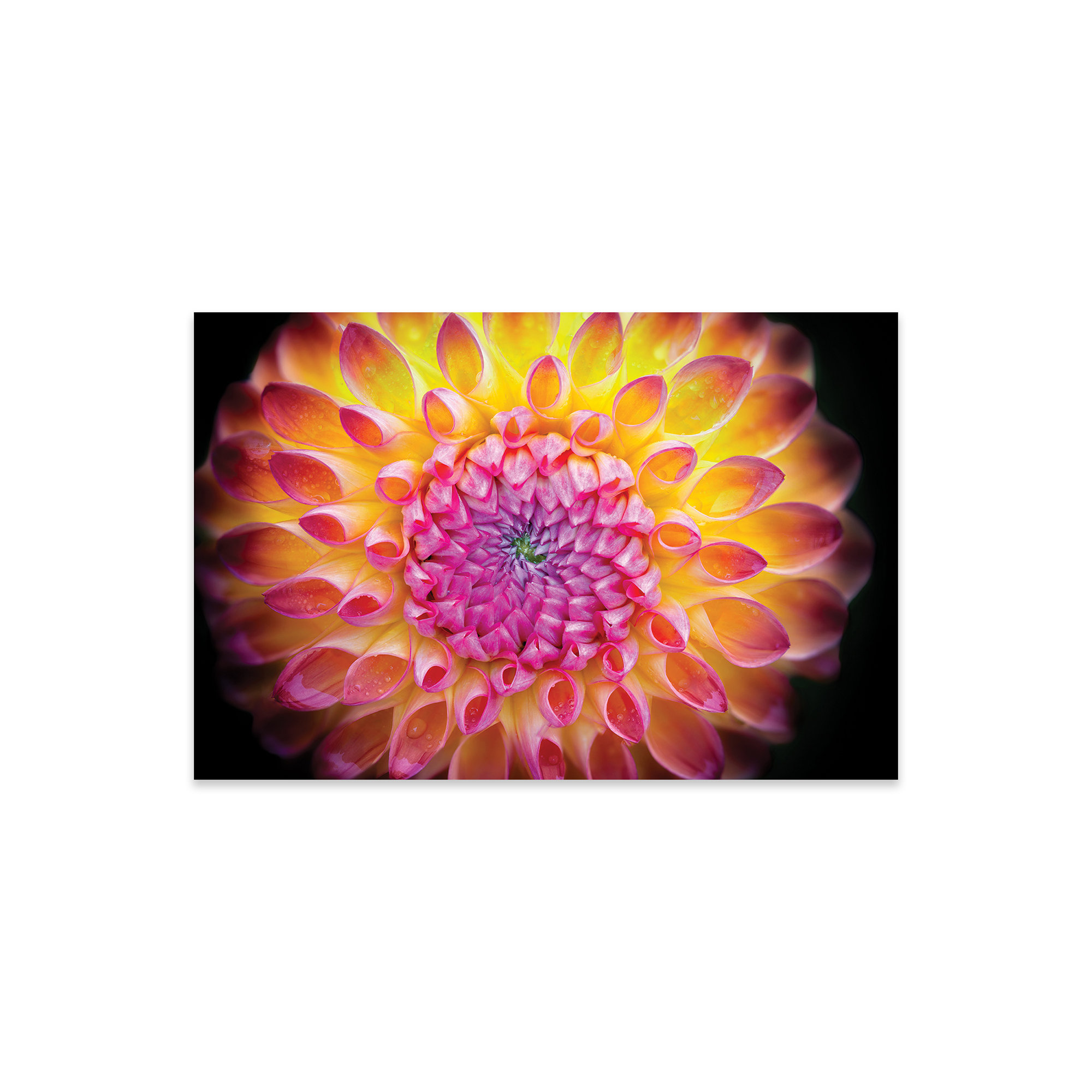 Ebern Designs Dahlia Bloom by Dennis Frates Painting | Wayfair