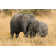 17 Stories Two Brother Elephants by LuCaAr - Wrapped Canvas Photograph ...