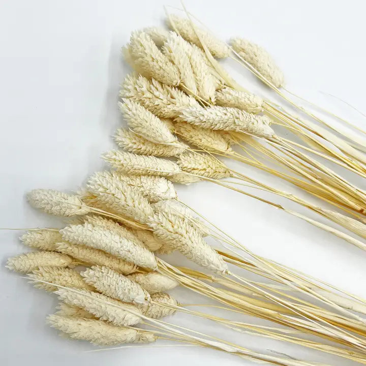 Bergamo Art Bundle of 4 Dried Preserved Gem Grass Bouquets 21" | Wayfair