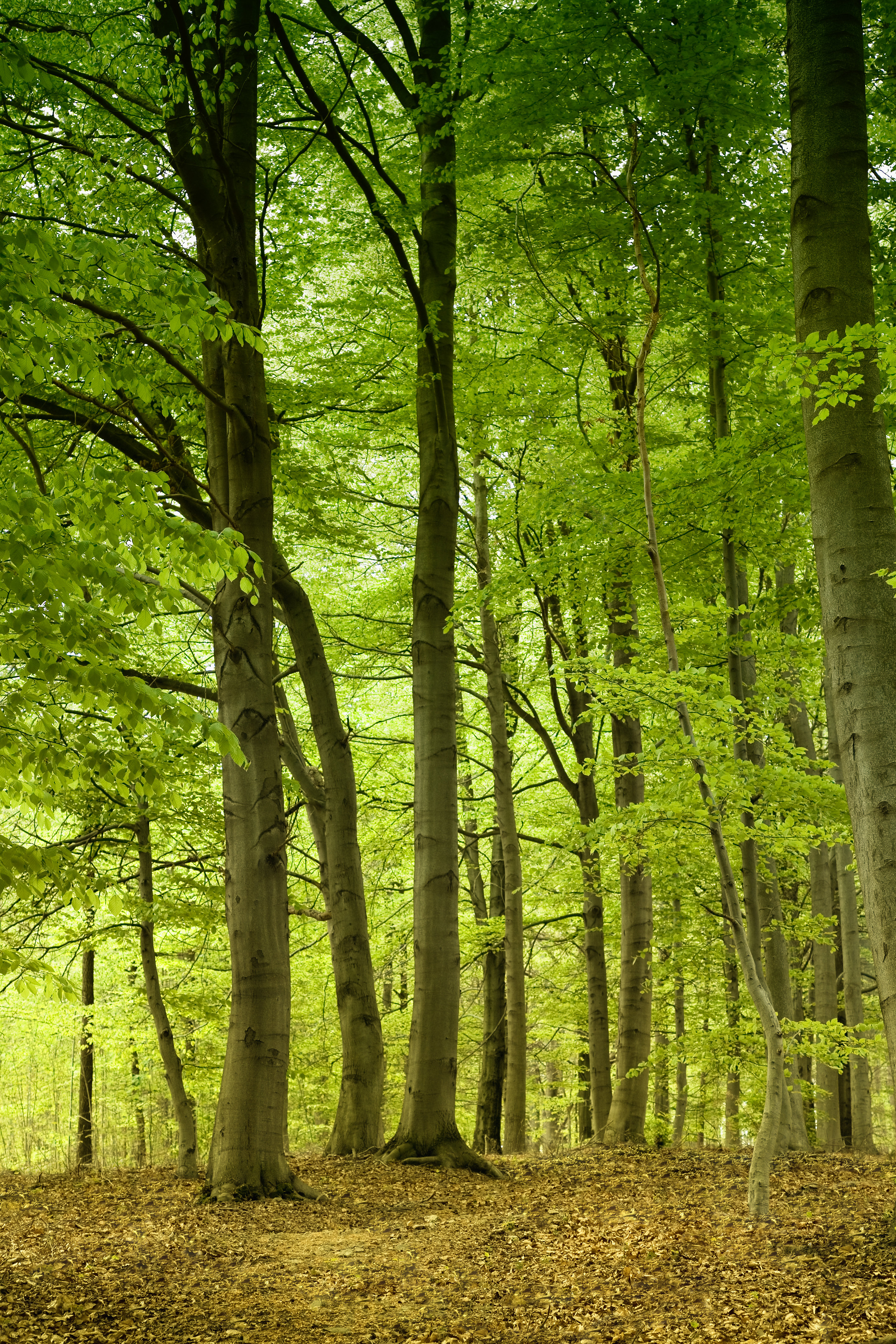 Millwood Pines Magical and Bright Beech Forest by Dirkbaltrusch | Wayfair