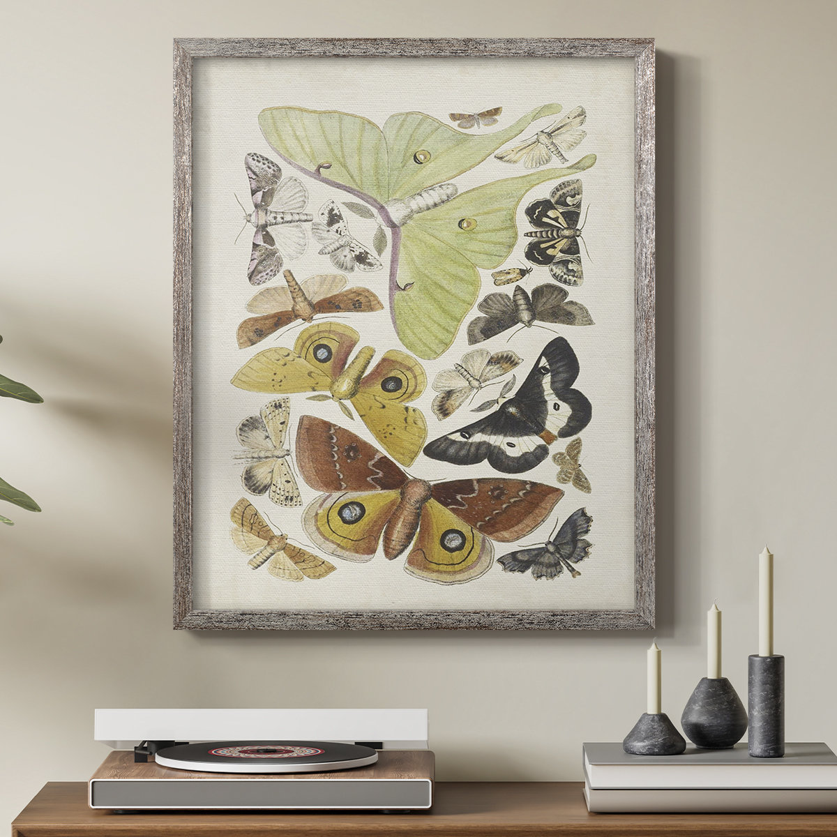 Ophelia & Co. Antique Moths I Framed Print - Solid Wood | Wayfair