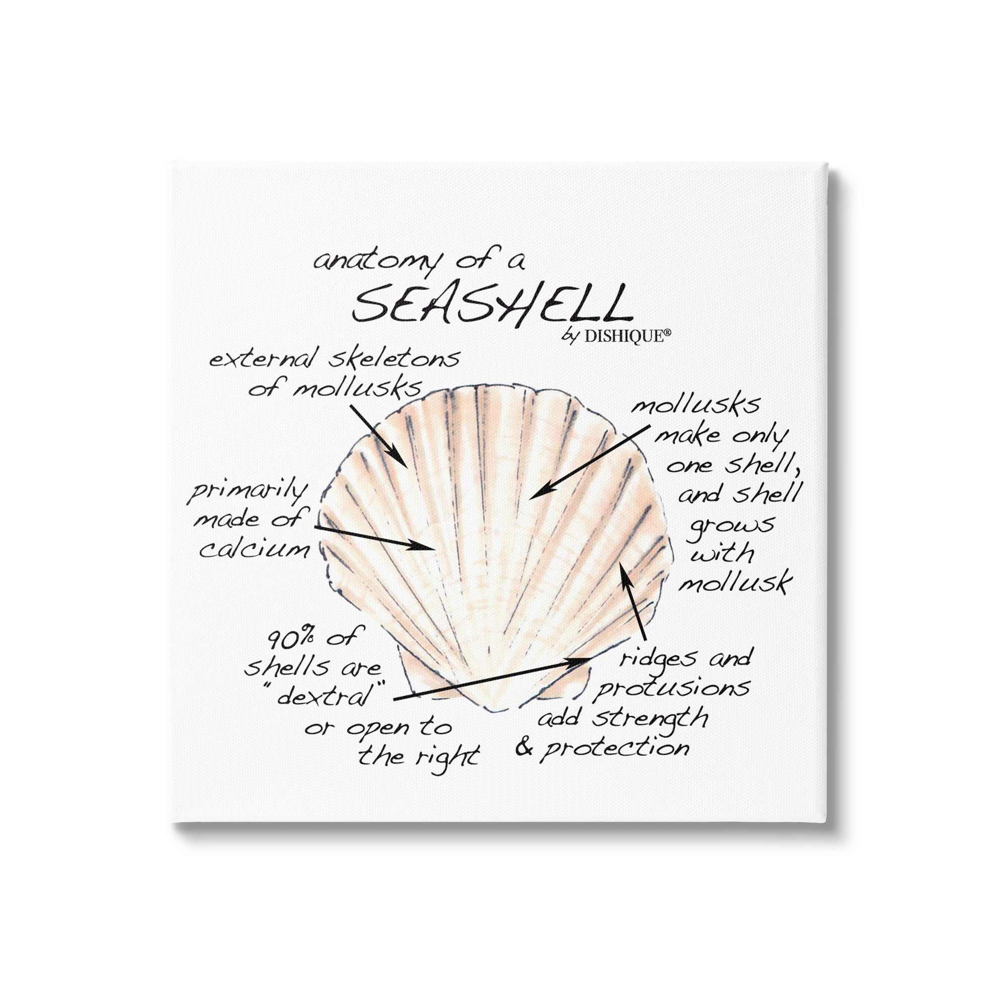 Stupell Industries Anatomy of Seashell Educational Marine Life Facts ...