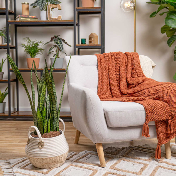 Costa Farms Indoor Snake Plant Sansevieria Grower's Choice House Plant ...