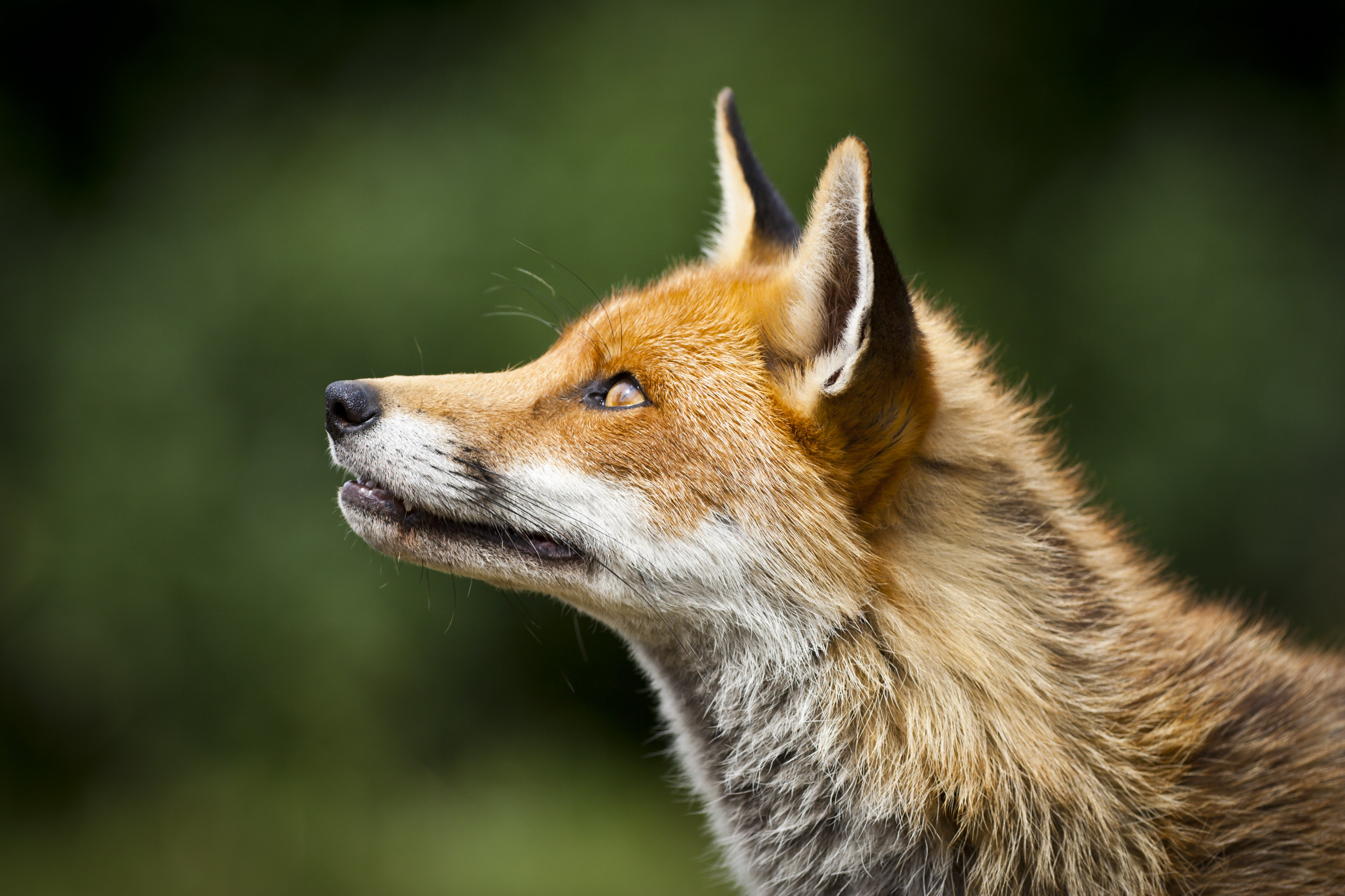 Millwood Pines Healthy Red Fox by Petedenness - Wrapped Canvas ...