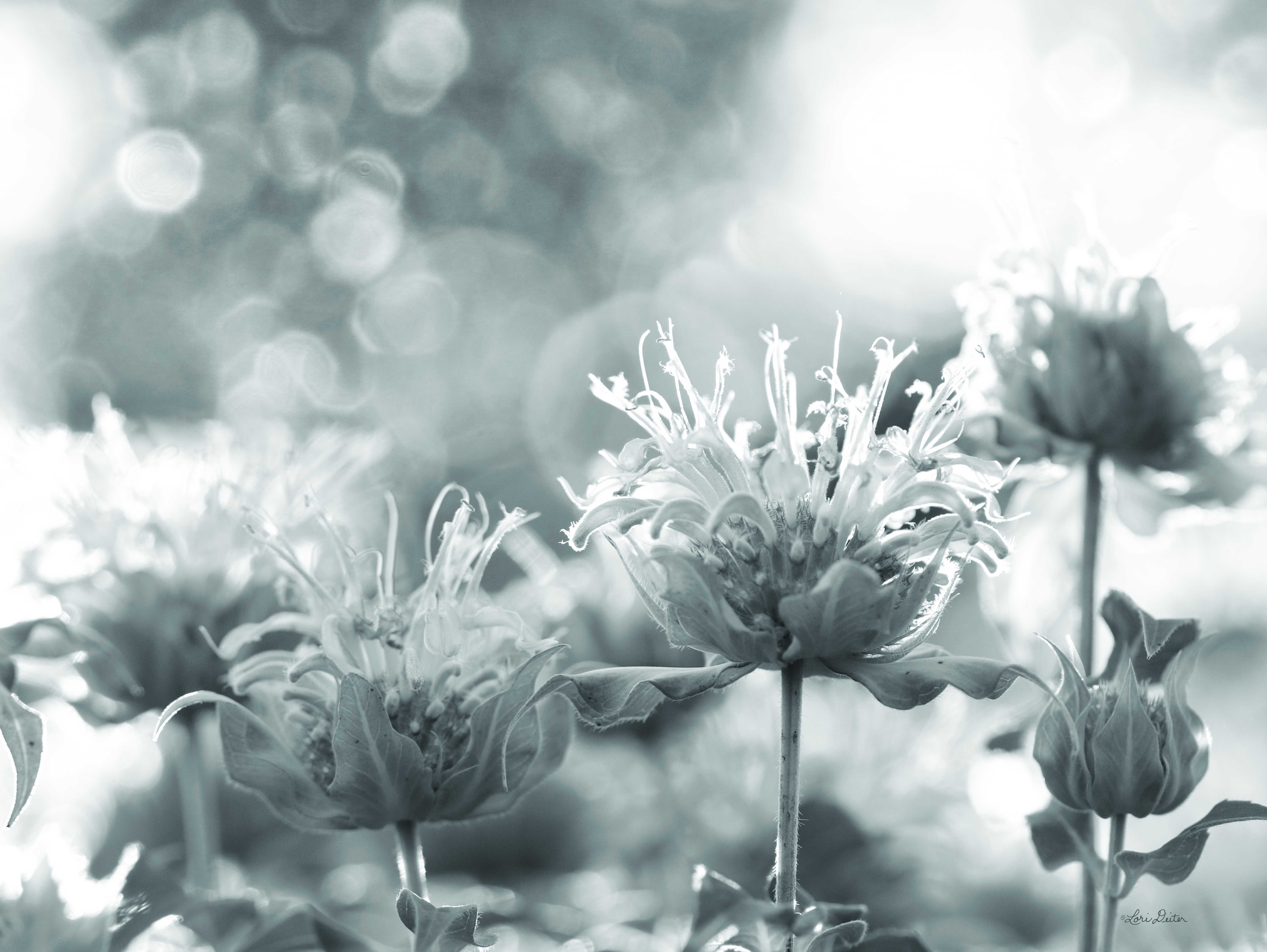 Hokku Designs Wild Flowers IV by Lori Deiter - Print on Canvas | Wayfair