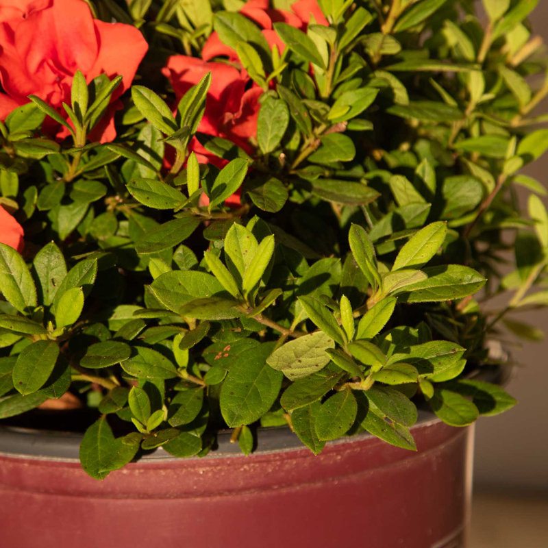 Encore Azalea 1 Gallon Autumn Embers Encore Azalea - Red Blooming ...