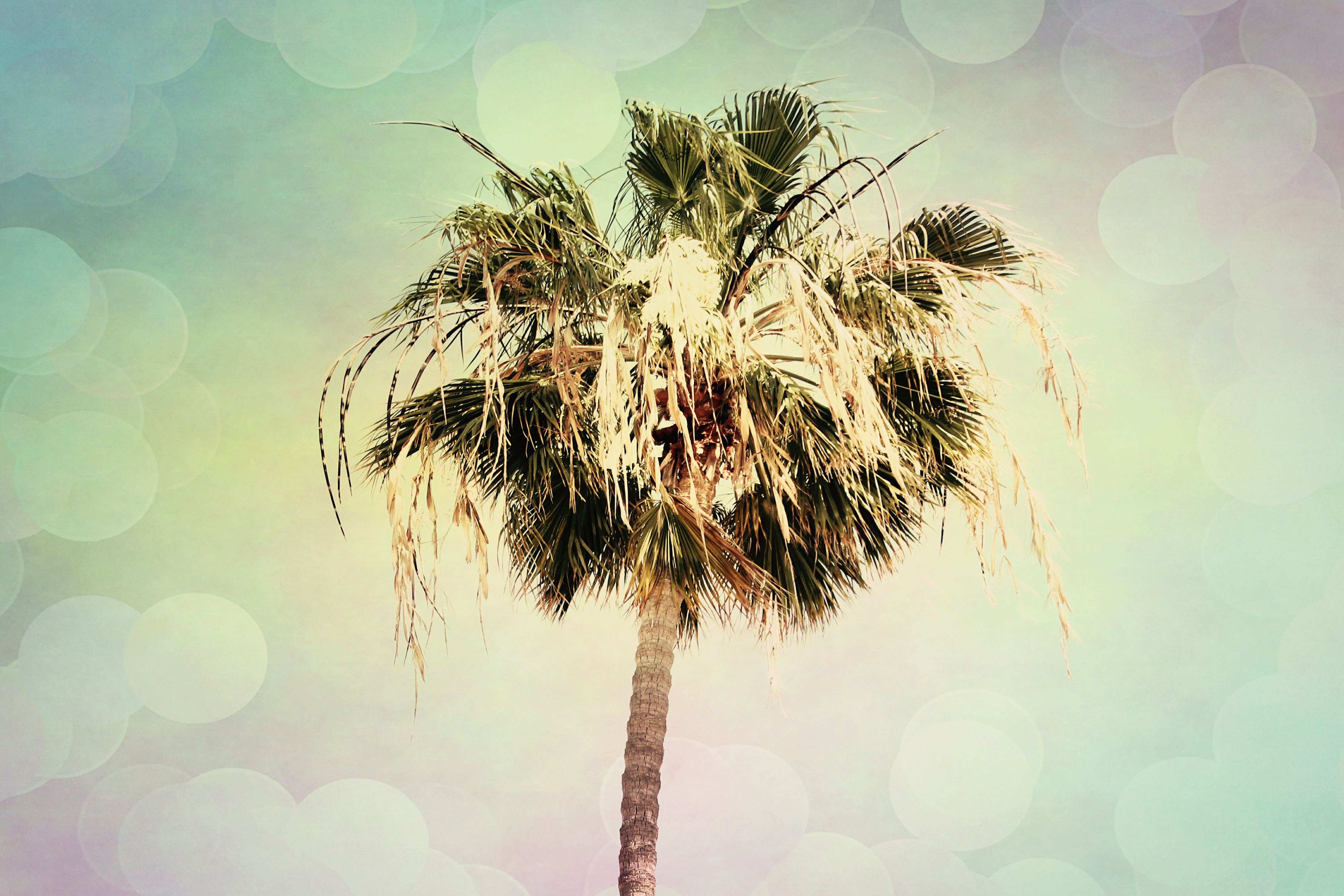 Bayou Breeze Palm Trees III - Wayfair Canada
