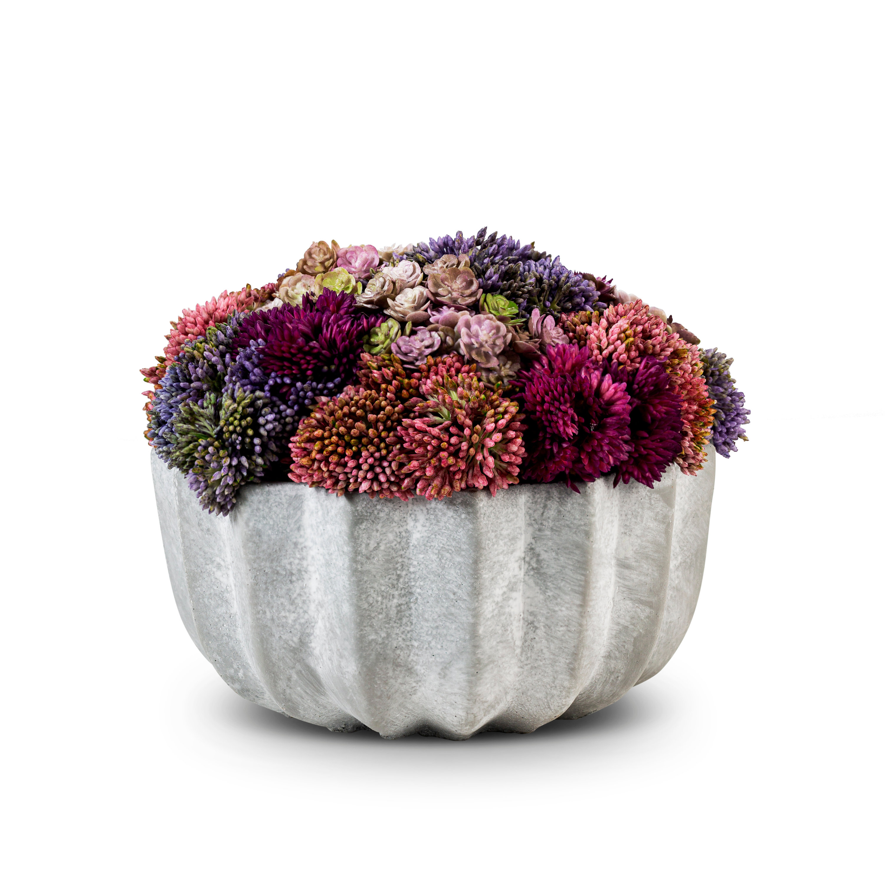 CocoBella Allison Sedum Combo in Cement Pleated Pot | Wayfair
