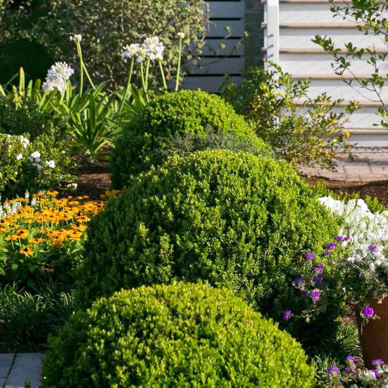 Southern Living Plant Collection 2.5 Qt. Baby Gem Boxwood - Compact ...