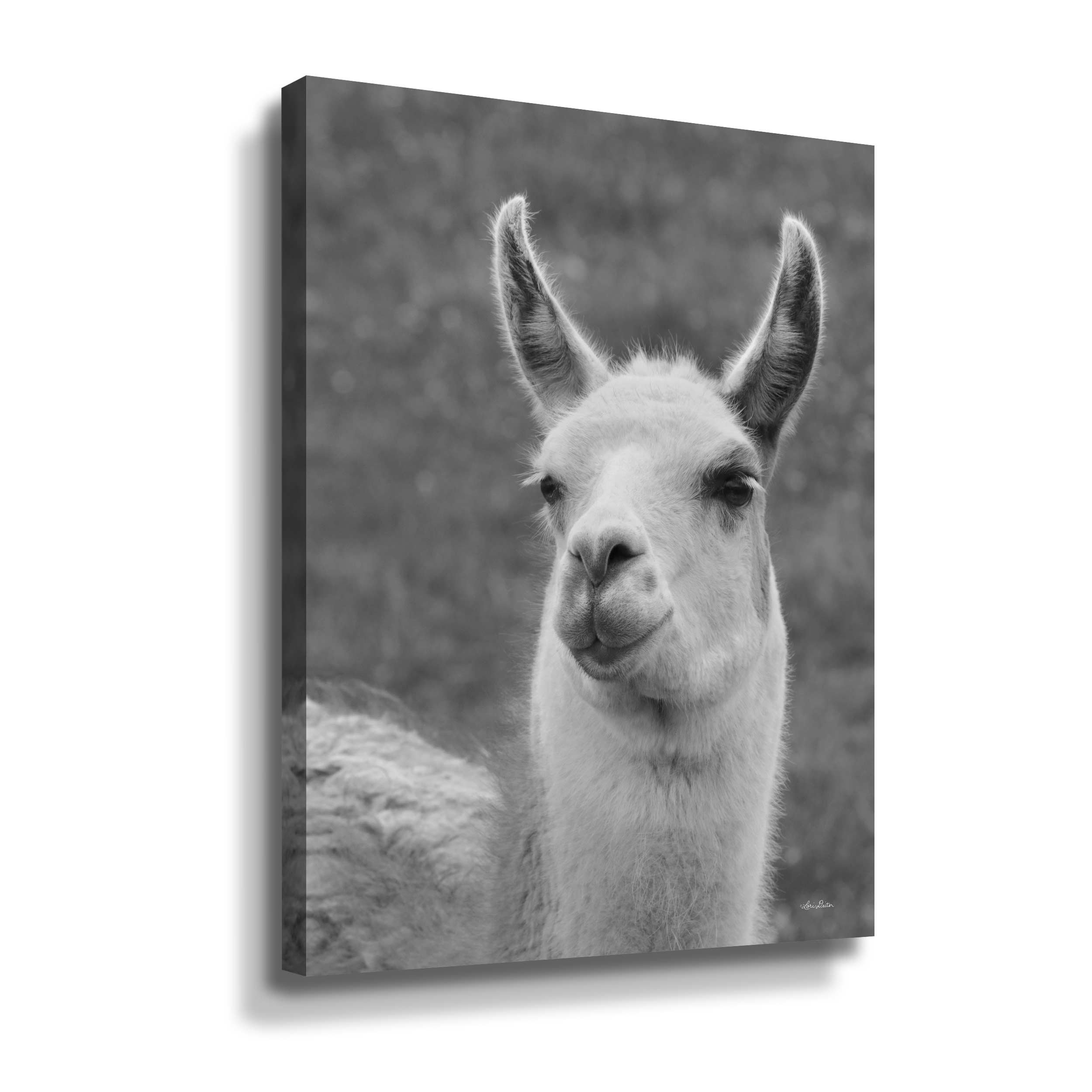 Dakota Fields Smiling Llama by Lori Deiter - Print on Canvas | Wayfair