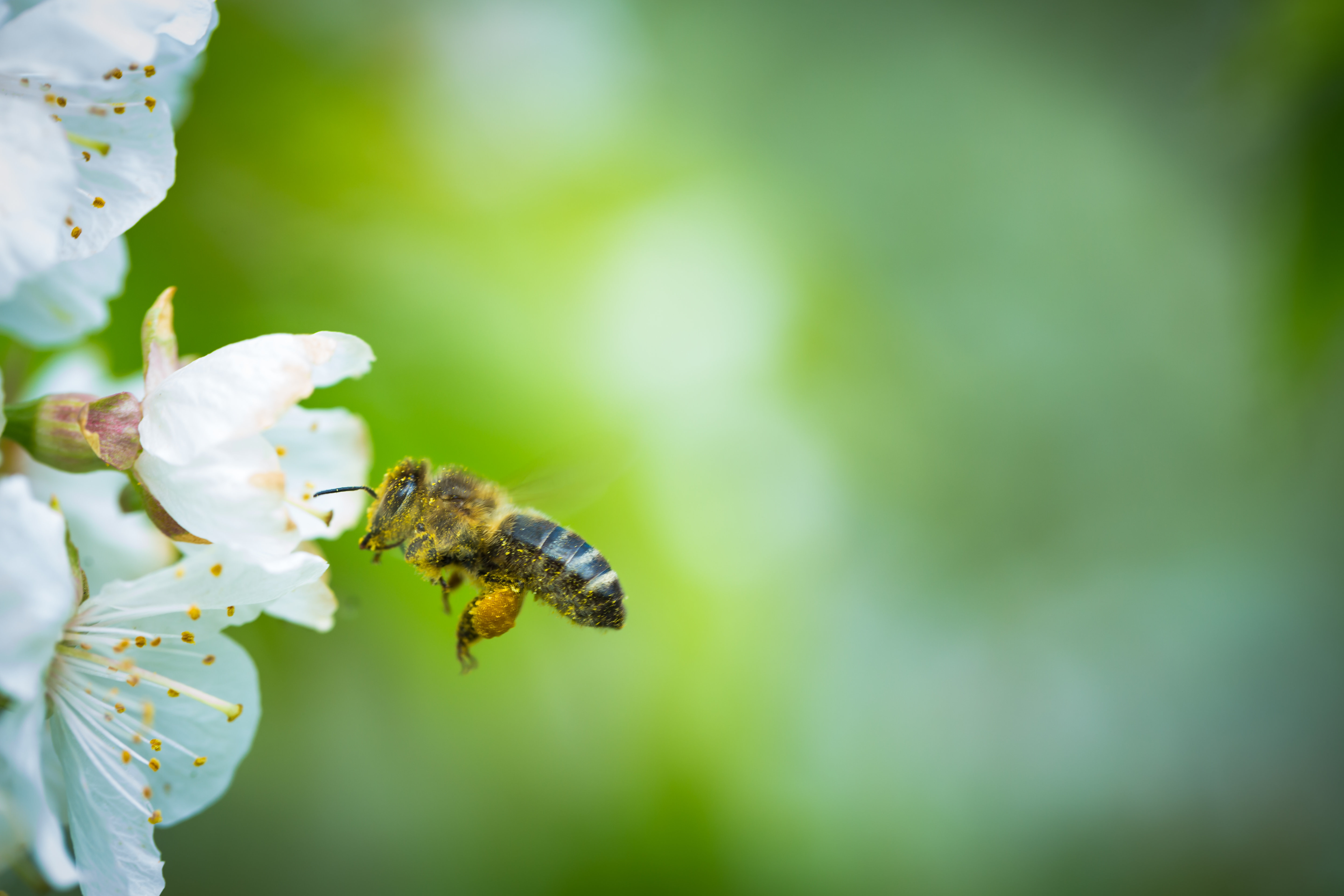 Gracie Oaks Ettari Honey Bee On Canvas Photograph | Wayfair