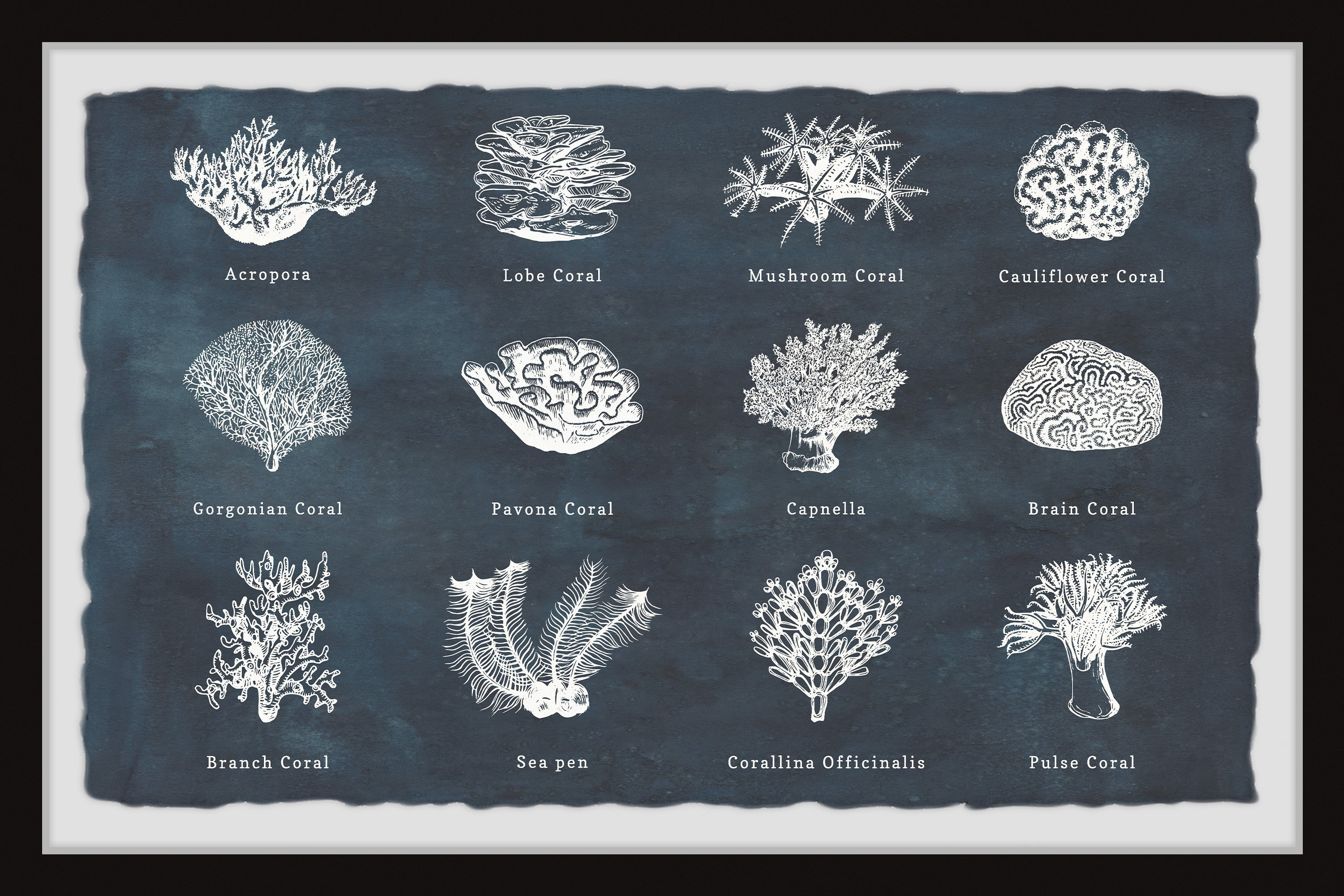 Rosecliff Heights ''Coral Identification'' Framed Print | Wayfair