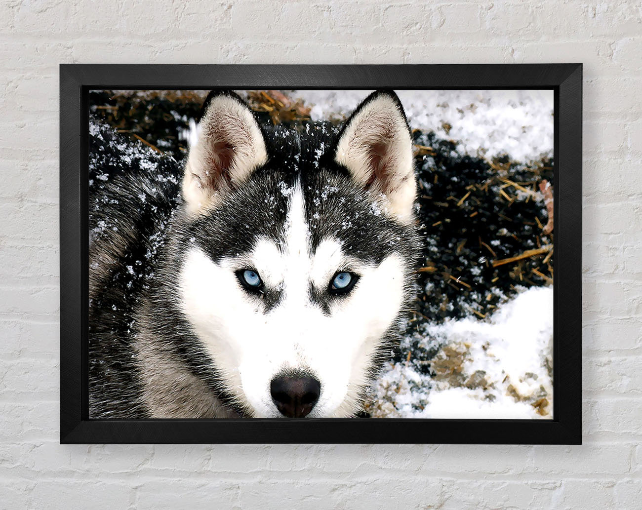 Bright Star Siberian Husky Wolf - Print | Wayfair.co.uk