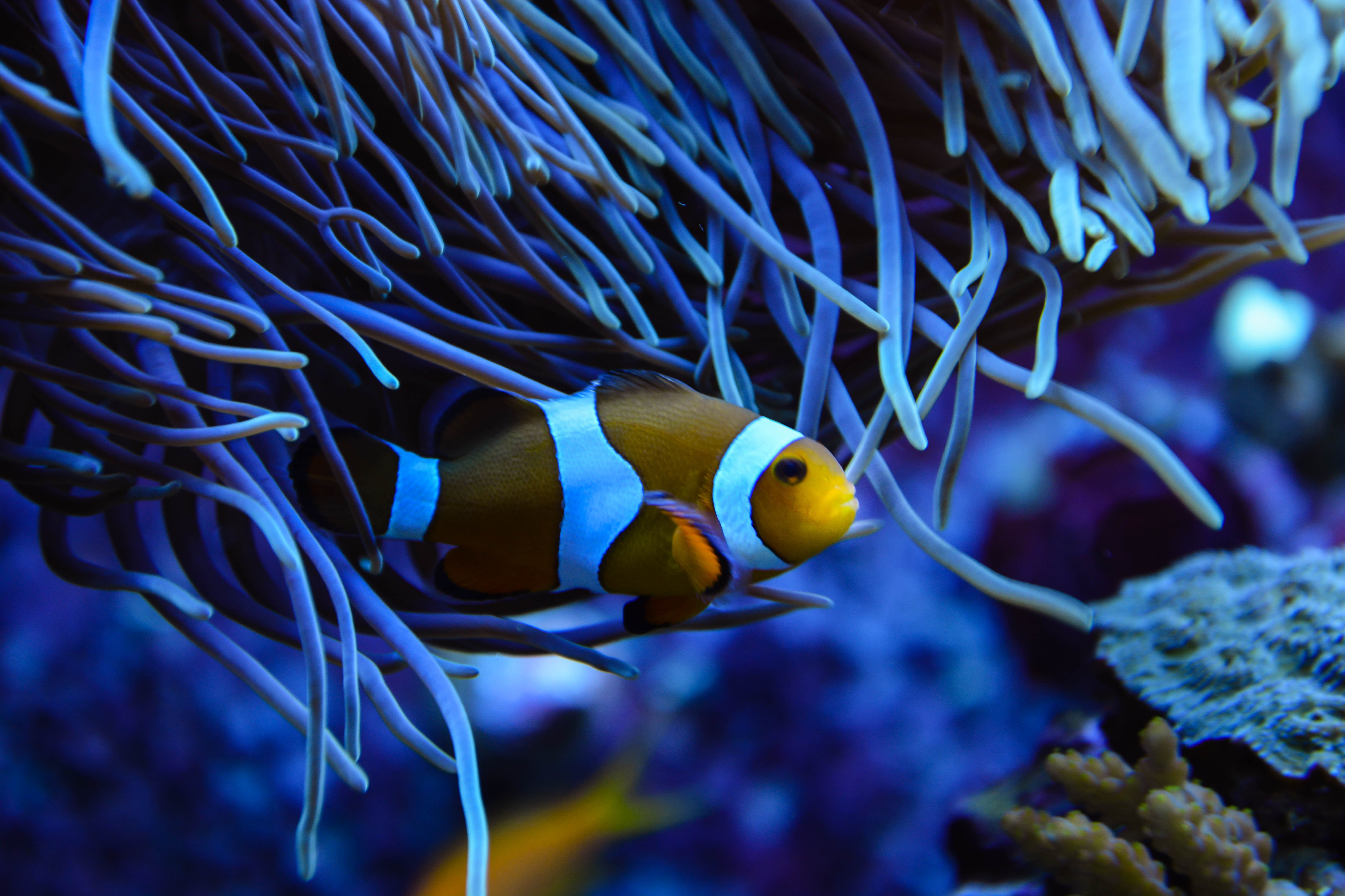 House of Hampton Clownfish In It's Home | Wayfair.co.uk