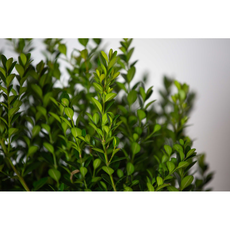 Southern Living Plant Collection 2.5 Qt. Baby Gem Boxwood - Compact ...