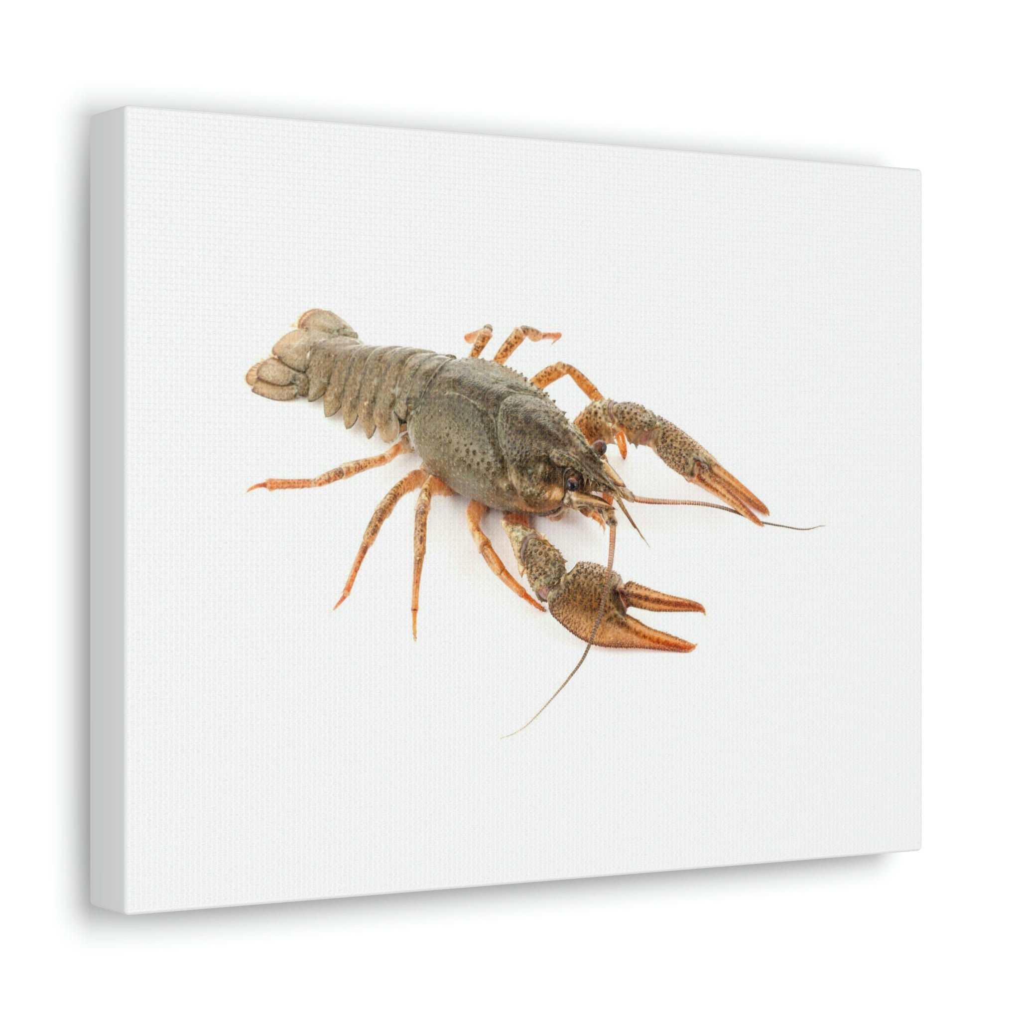 Highland Dunes Cray Fish Hunting Cray Fish on Hunt Print Animal Wall ...