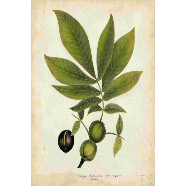 Rosalind Wheeler Hickory Tree Foliage On Canvas by John Torrey Painting ...