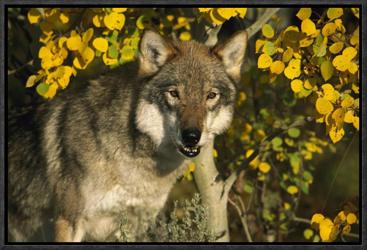 East Urban Home 'Timber Wolf Portrait Among Aspen Leaves' Framed ...