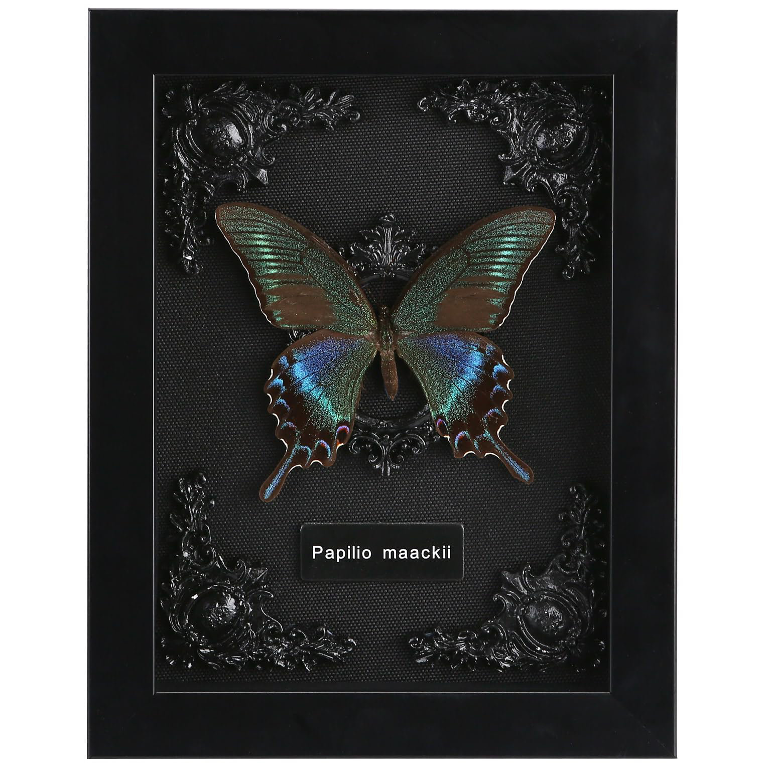 House of Hampton® Real Butterfly Framed Butterfly Taxidermy - Butterfly ...