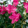 Encore Azalea 1 Gallon Autumn Jewel Encore Azalea - Pink Blooming ...