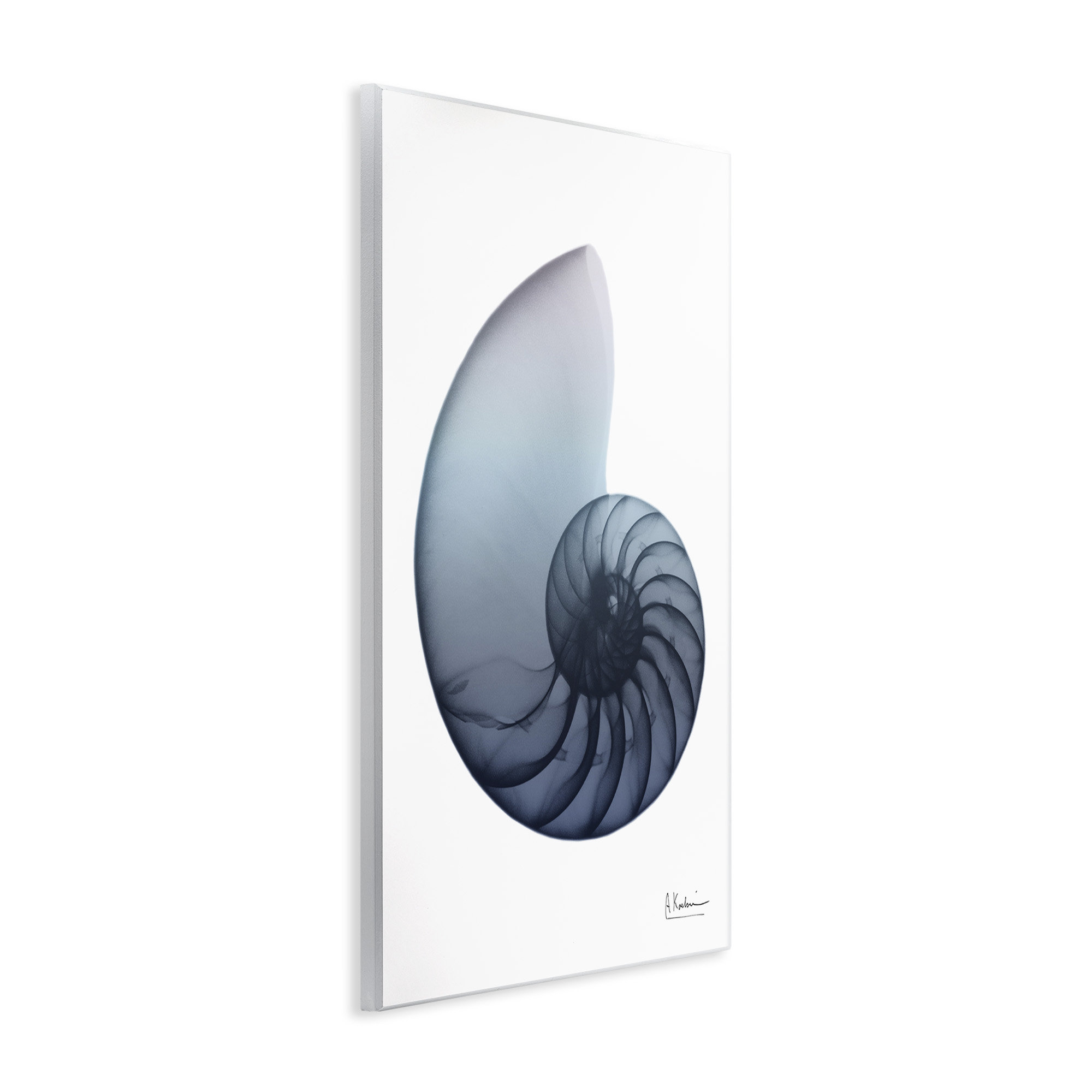 Stupell Industries Contemporary Nautilus Shell On MDF by Albert ...