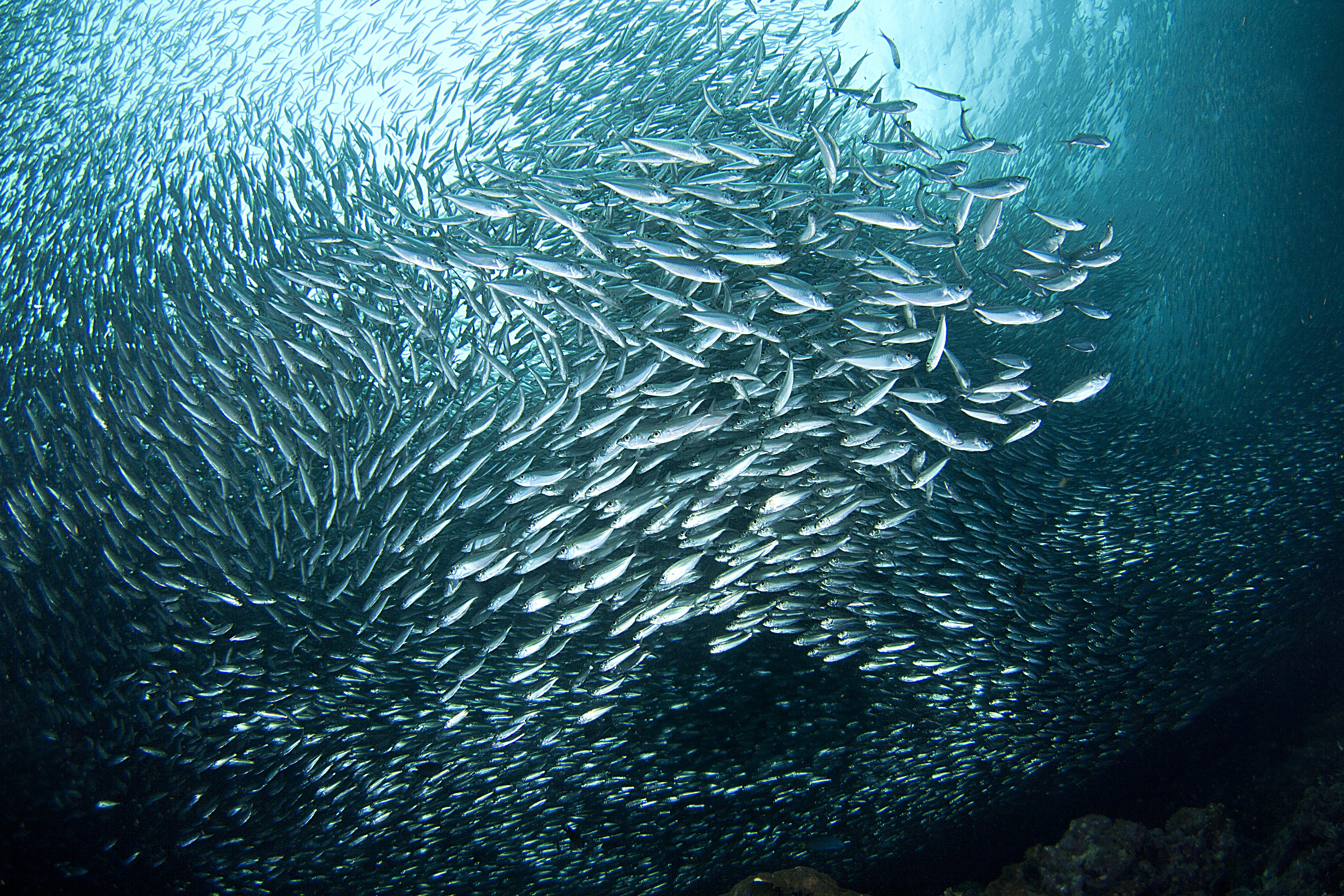 Highland Dunes Vortex of Sardines in an Underwater Bait Ball - Wrapped ...