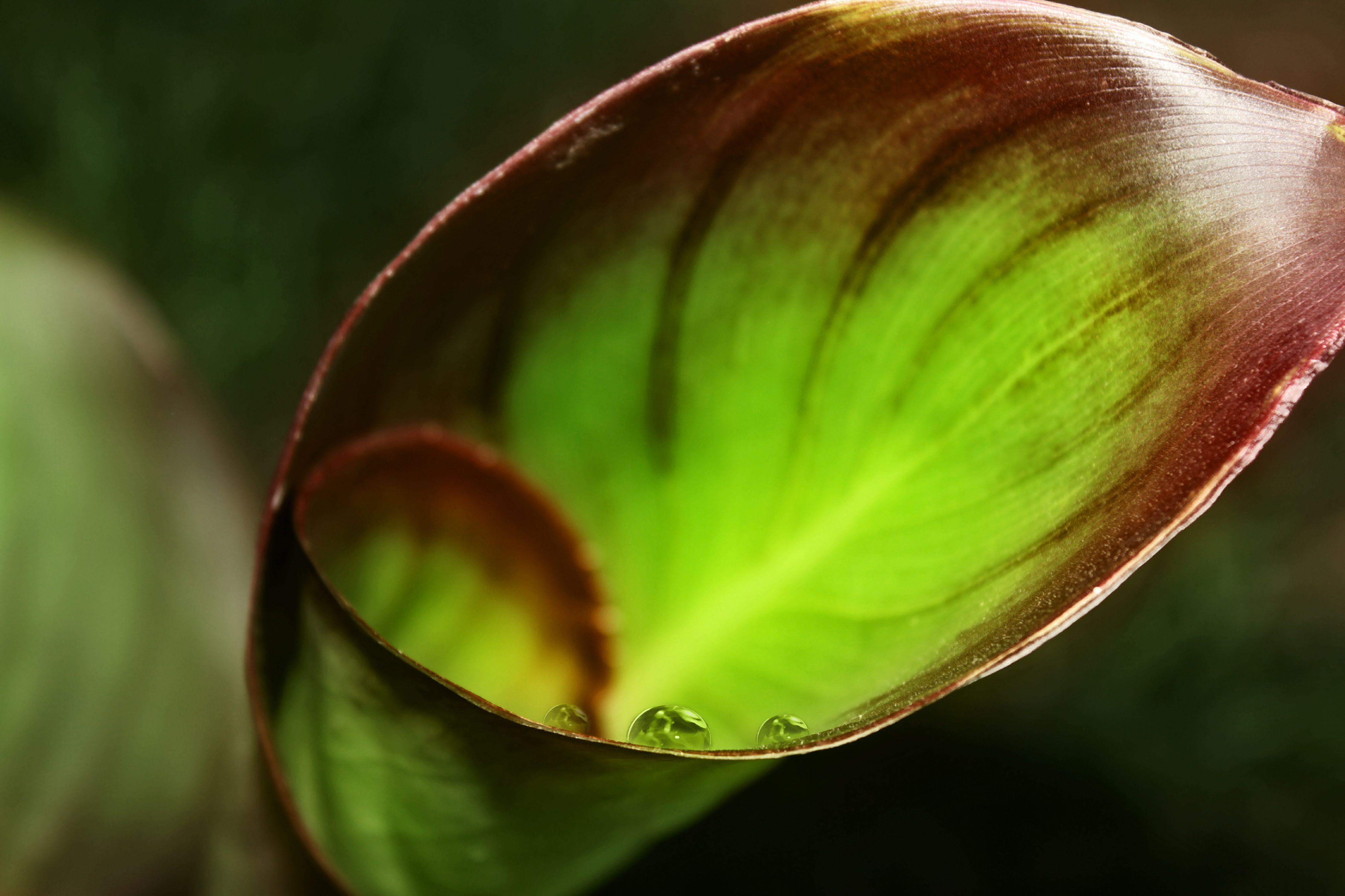 Ebern Designs Chapnick Leaf Green by - Wrapped Canvas Photograph | Wayfair