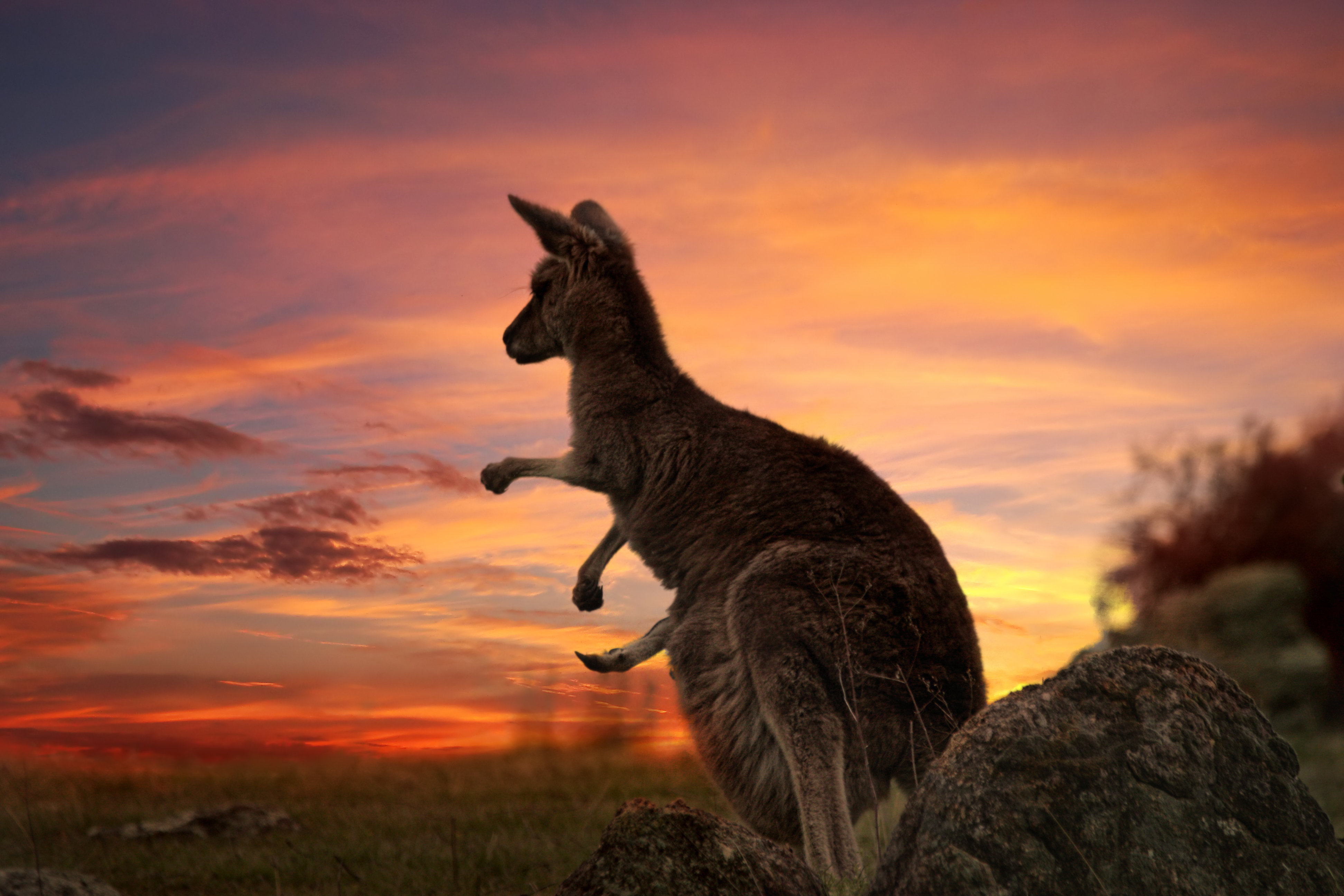 ModernMoments Sunset Kangaroo Australia by Lovleah - Wrapped Canvas ...