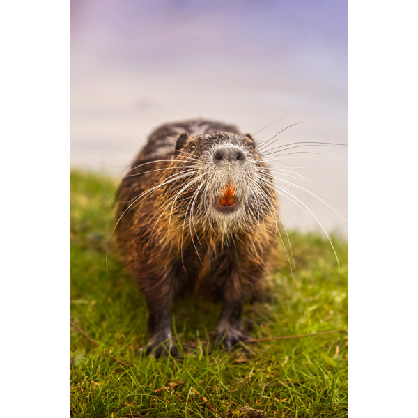 Alpen Home Eurasian Beaver by Cris180 - Wrapped Canvas Print | Wayfair ...