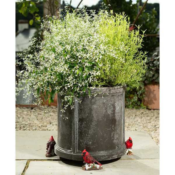 Jardinopia Red Cardinal Bird Coloured Planter Feet In Gift Box | Wayfair